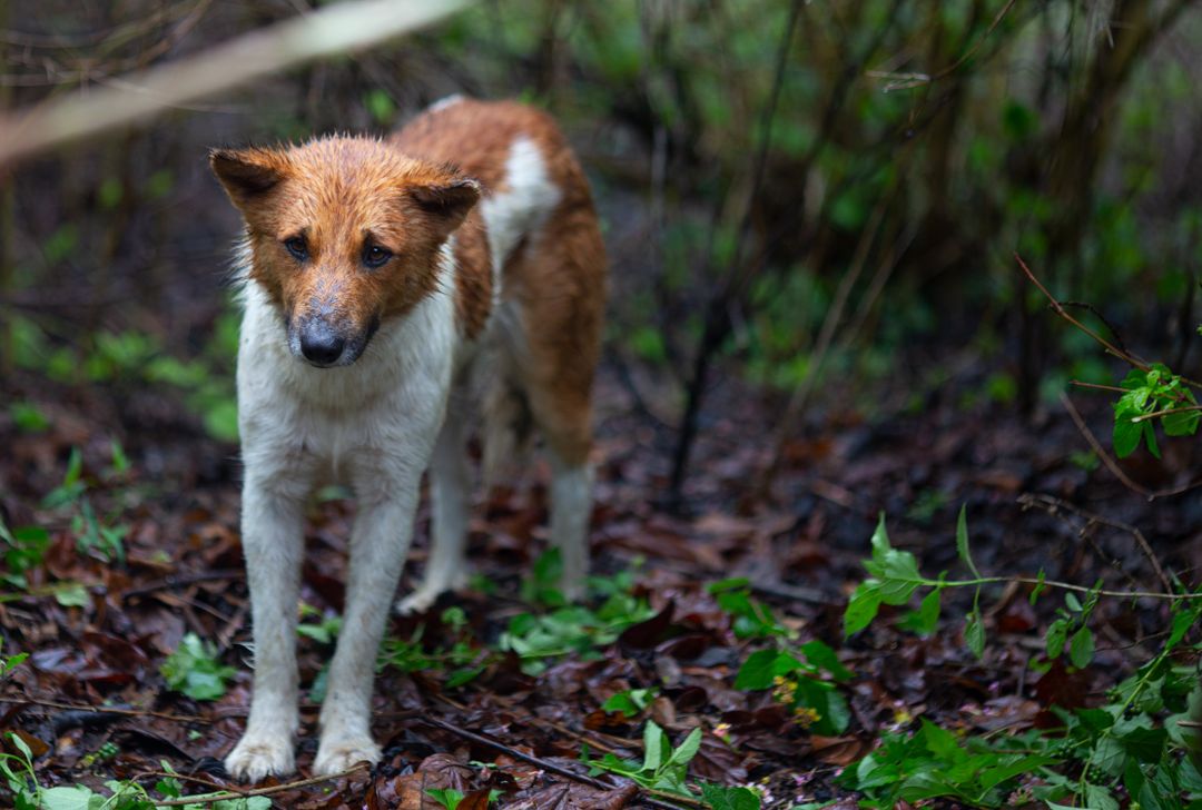 Meet Africanis: Africa's Oldest Native Dog Breed