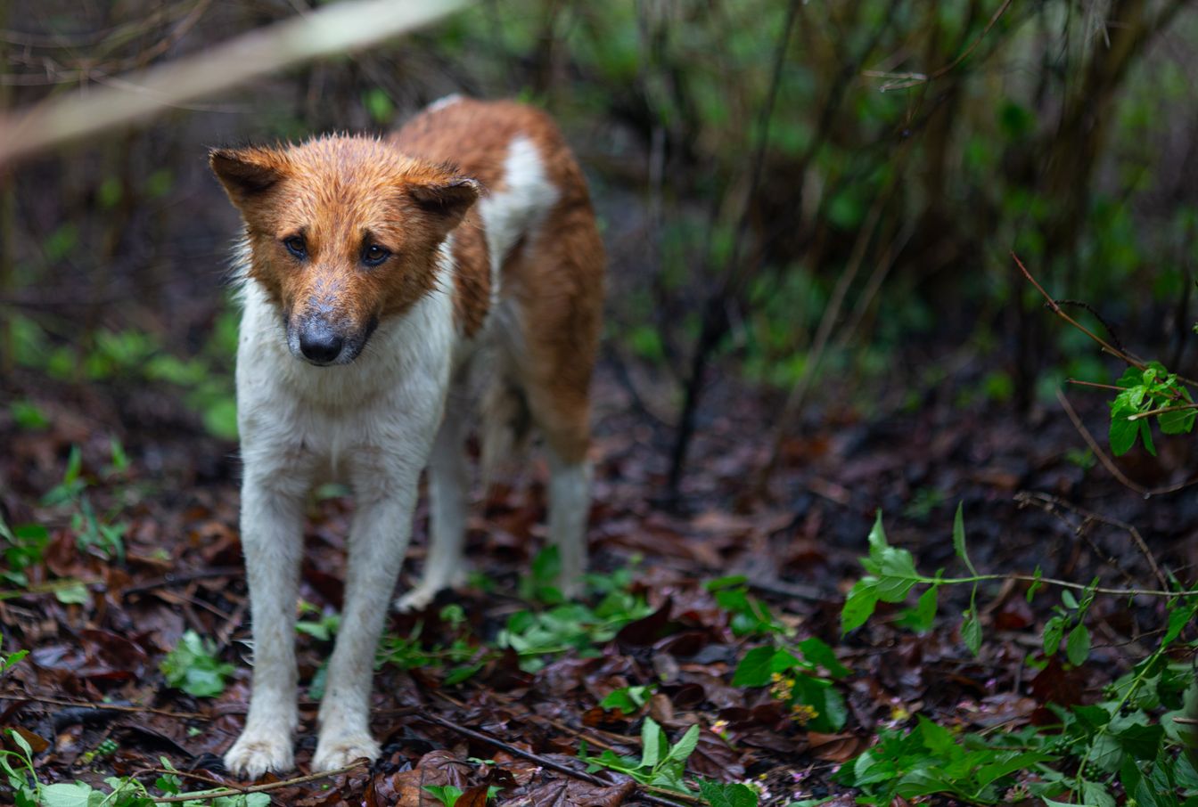 Meet Africanis: Africa's Oldest Native Dog Breed
