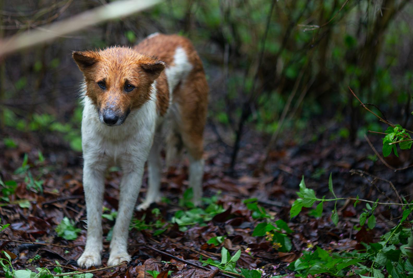 Understanding Feral Dogs: What is a Feral Dog and Its Impact