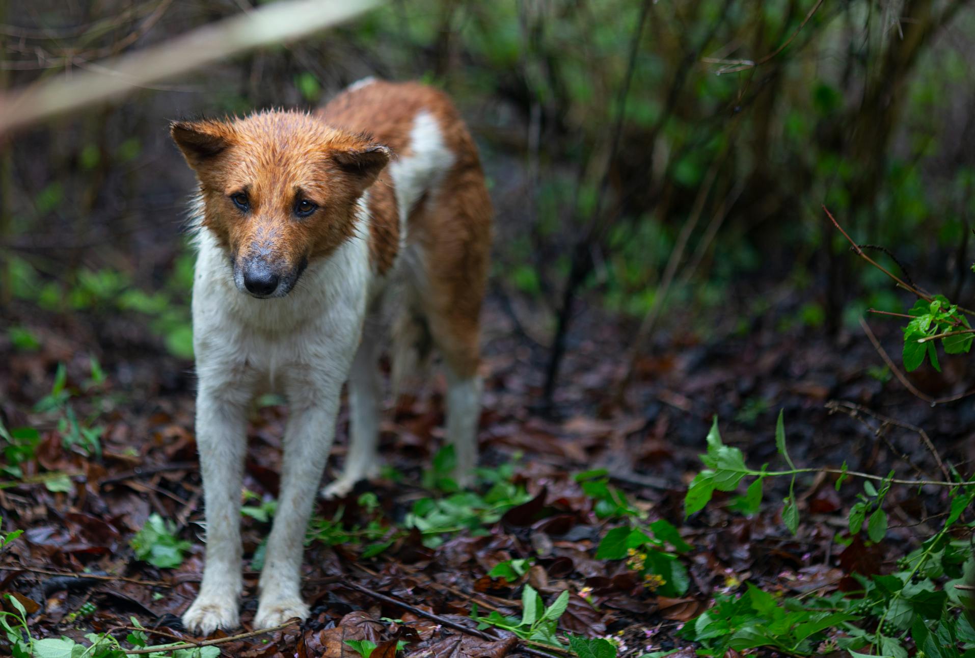 Understanding Feral Dogs: What is a Feral Dog and Its Impact