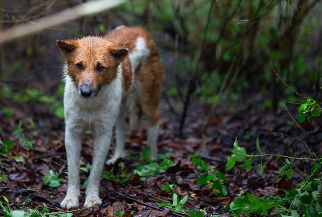 Understanding Feral Dogs: What is a Feral Dog and Its Impact