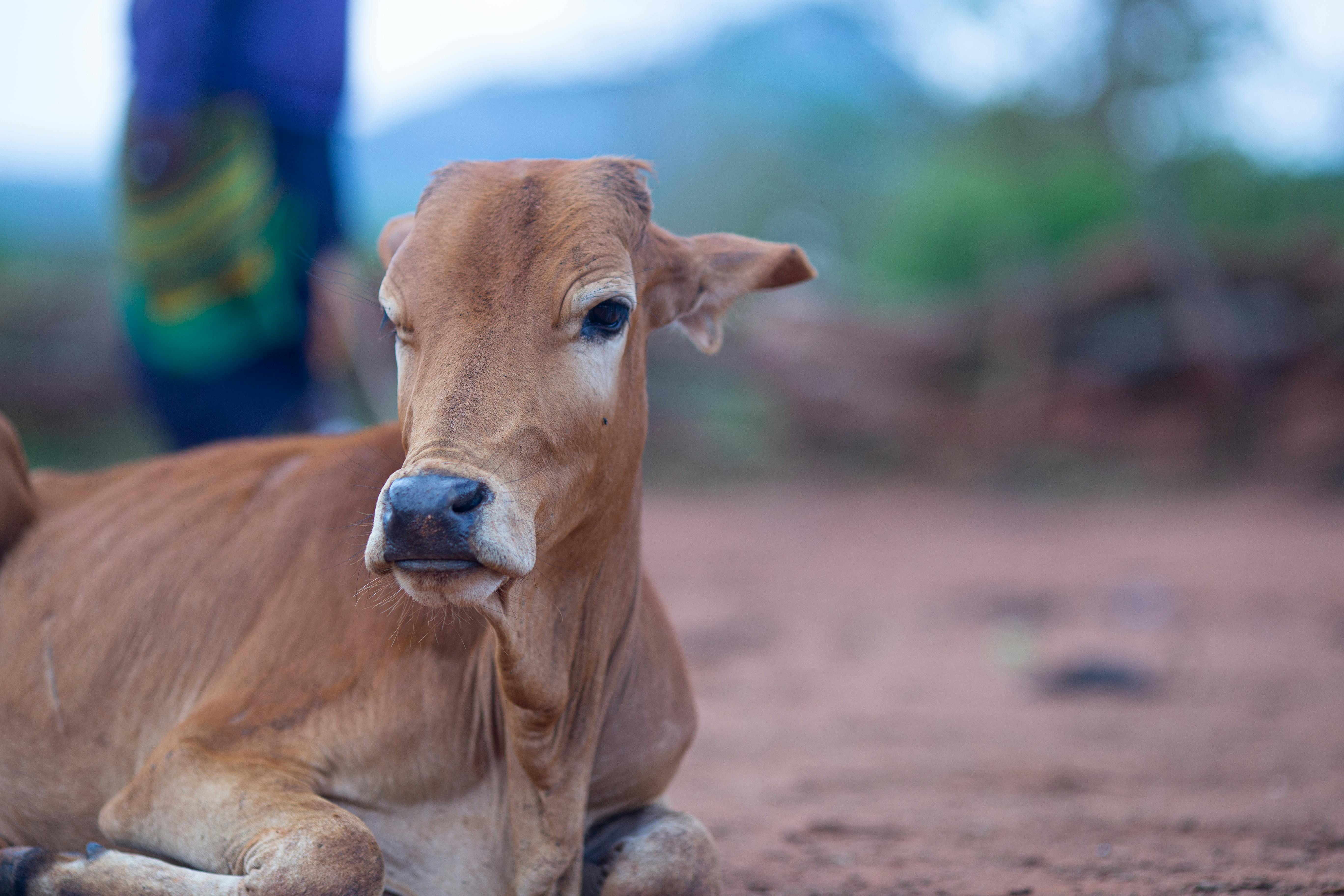 Cow And Calf · Free Stock Photo