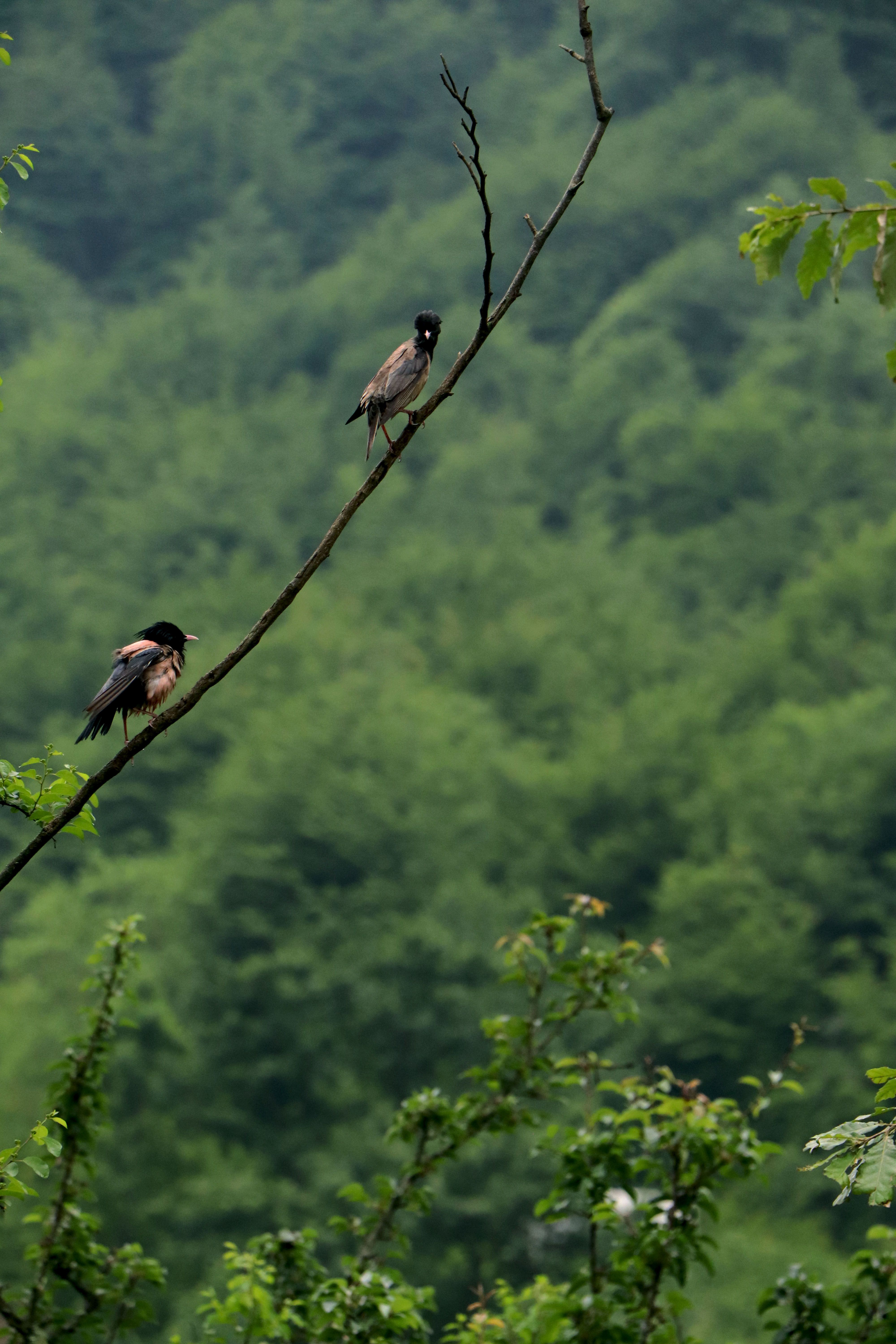 Birds In A Forest Photos, Download The BEST Free Birds In A Forest ...