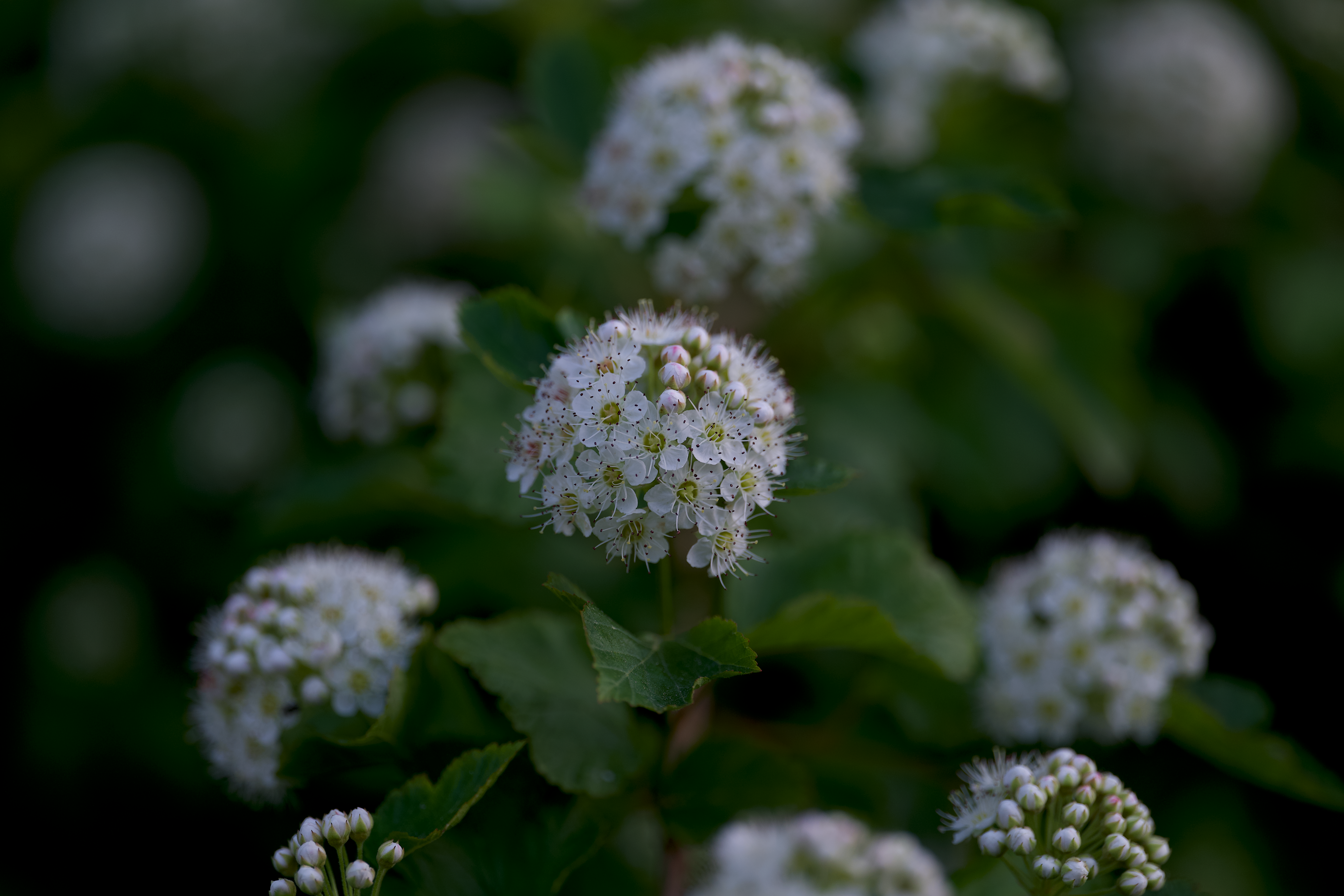 Double White May White Flowers · Free Stock Photo