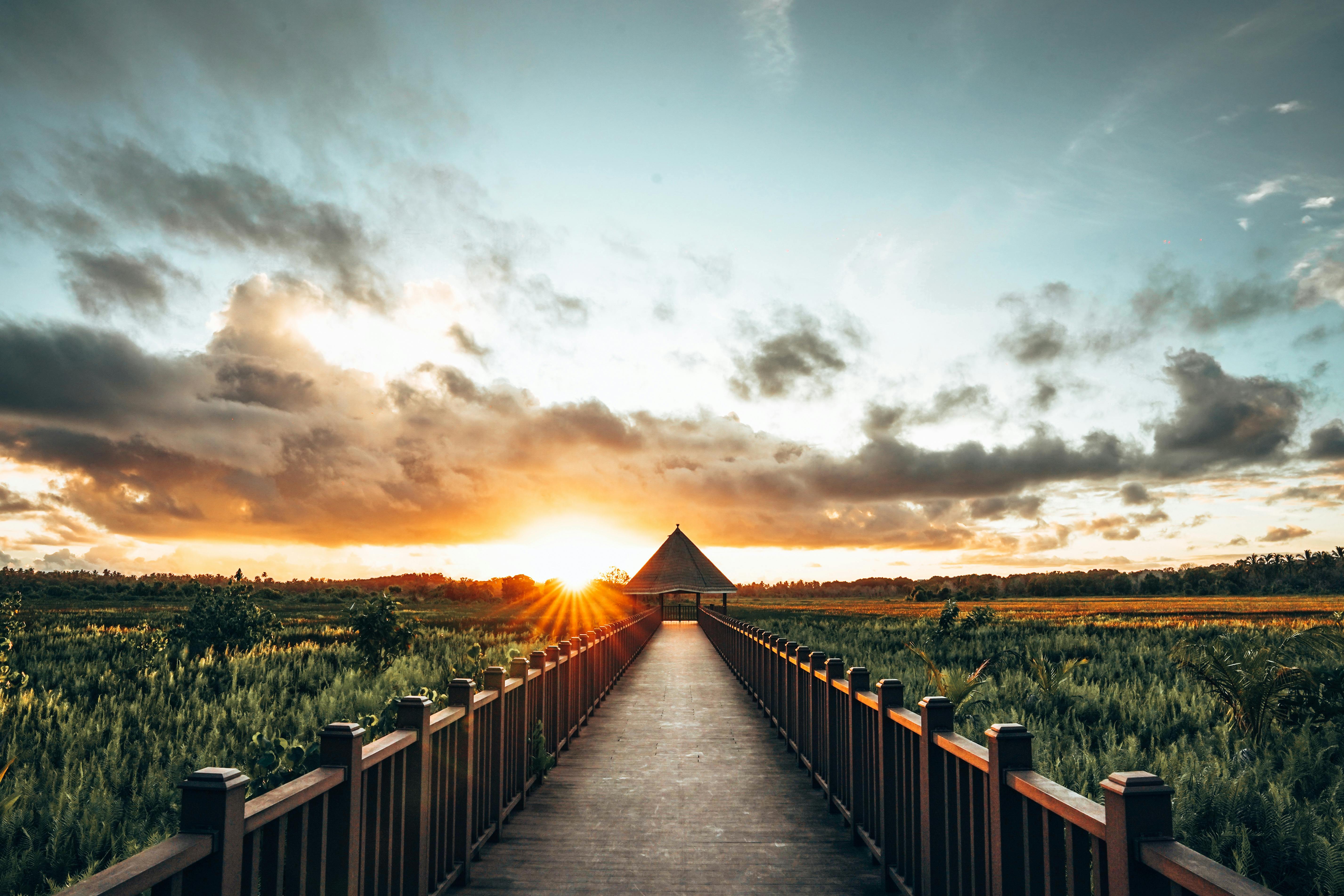 Sunset Sunlight over Alley on Field · Free Stock Photo