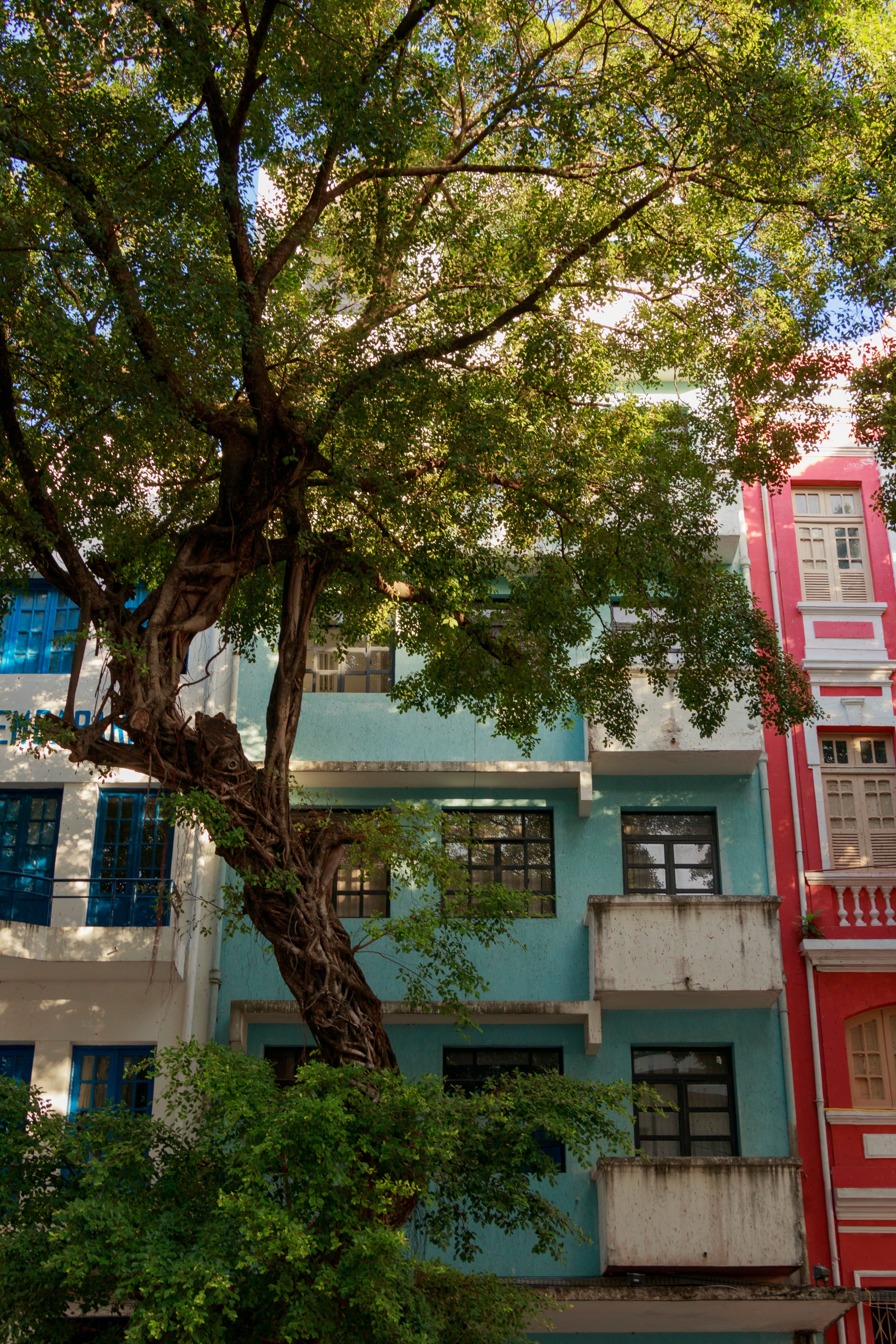 Tree and Apartment Building · Free Stock Photo