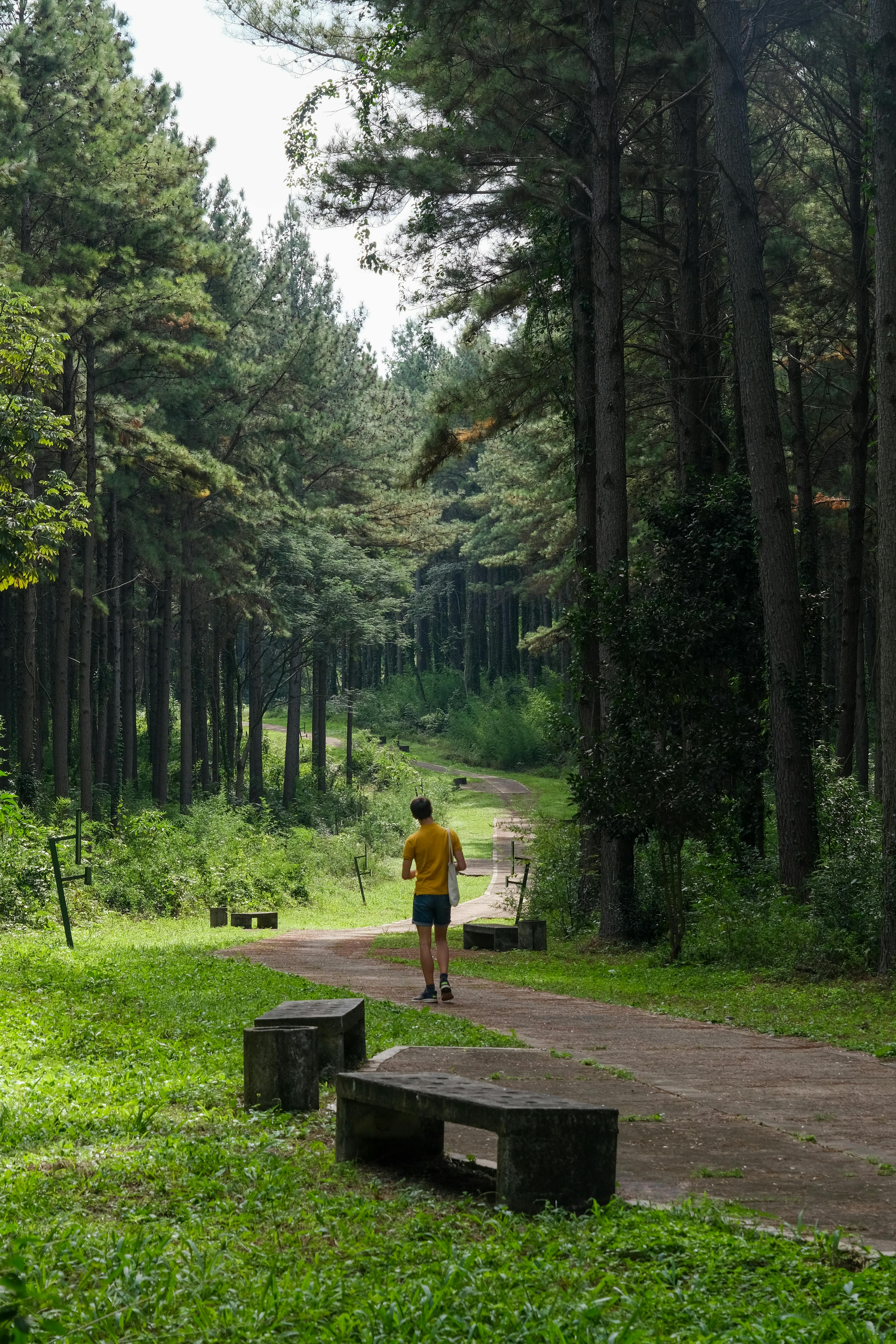 Man Walking on a Footpath in a Forest · Free Stock Photo