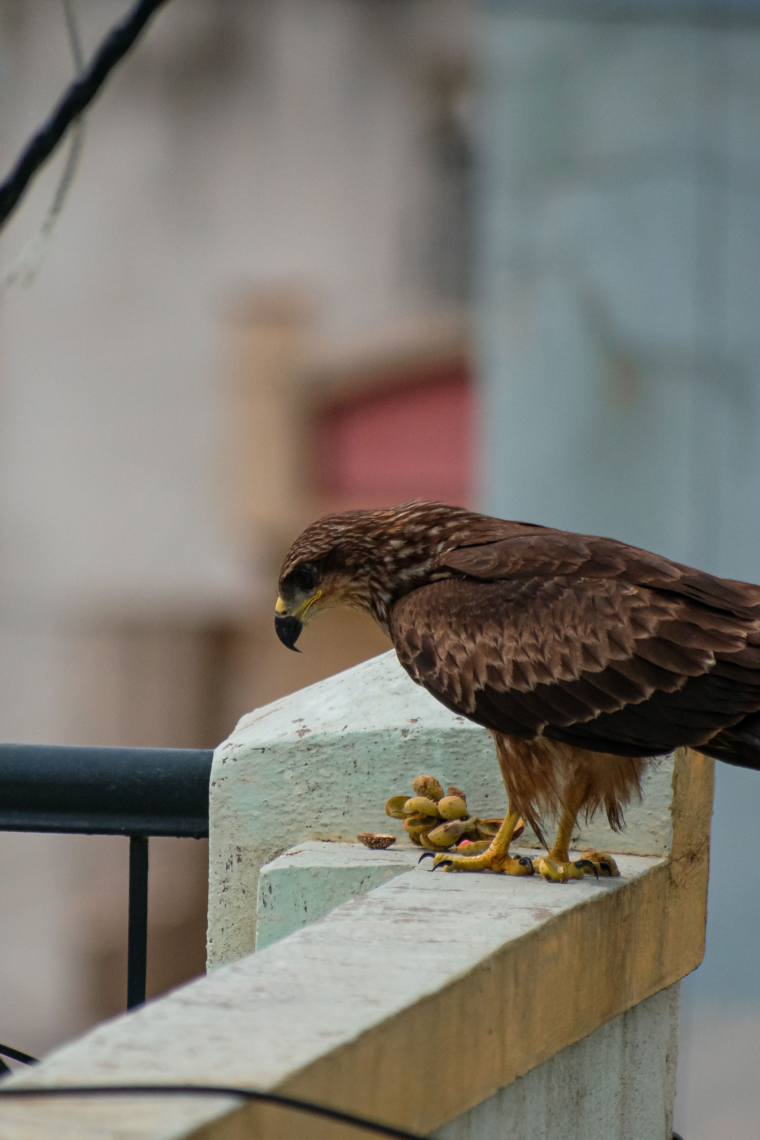 City Hawk Photos, Download The BEST Free City Hawk Stock Photos & HD Images