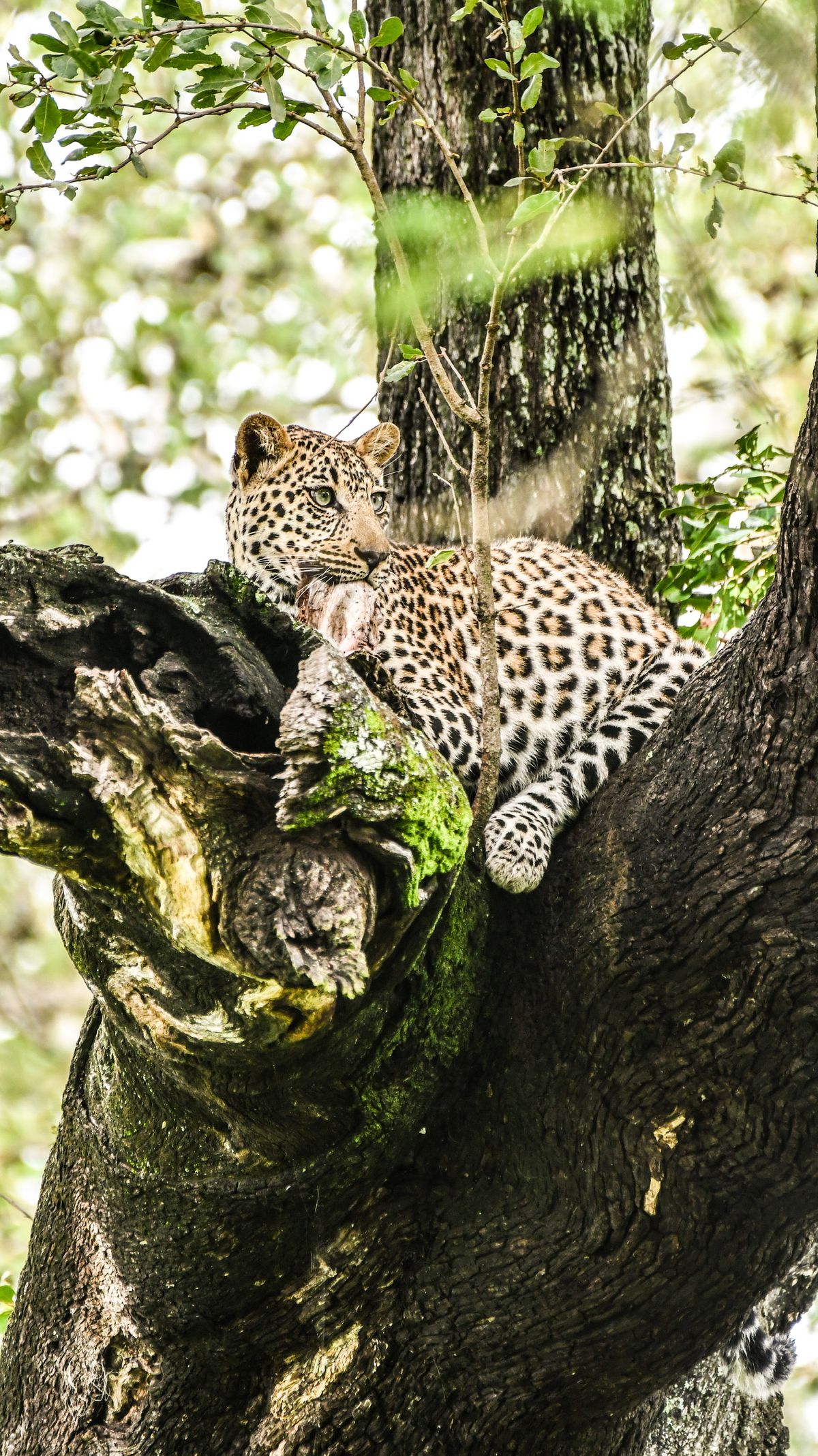 Leopard In A Tree Photos, Download The BEST Free Leopard In A Tree ...