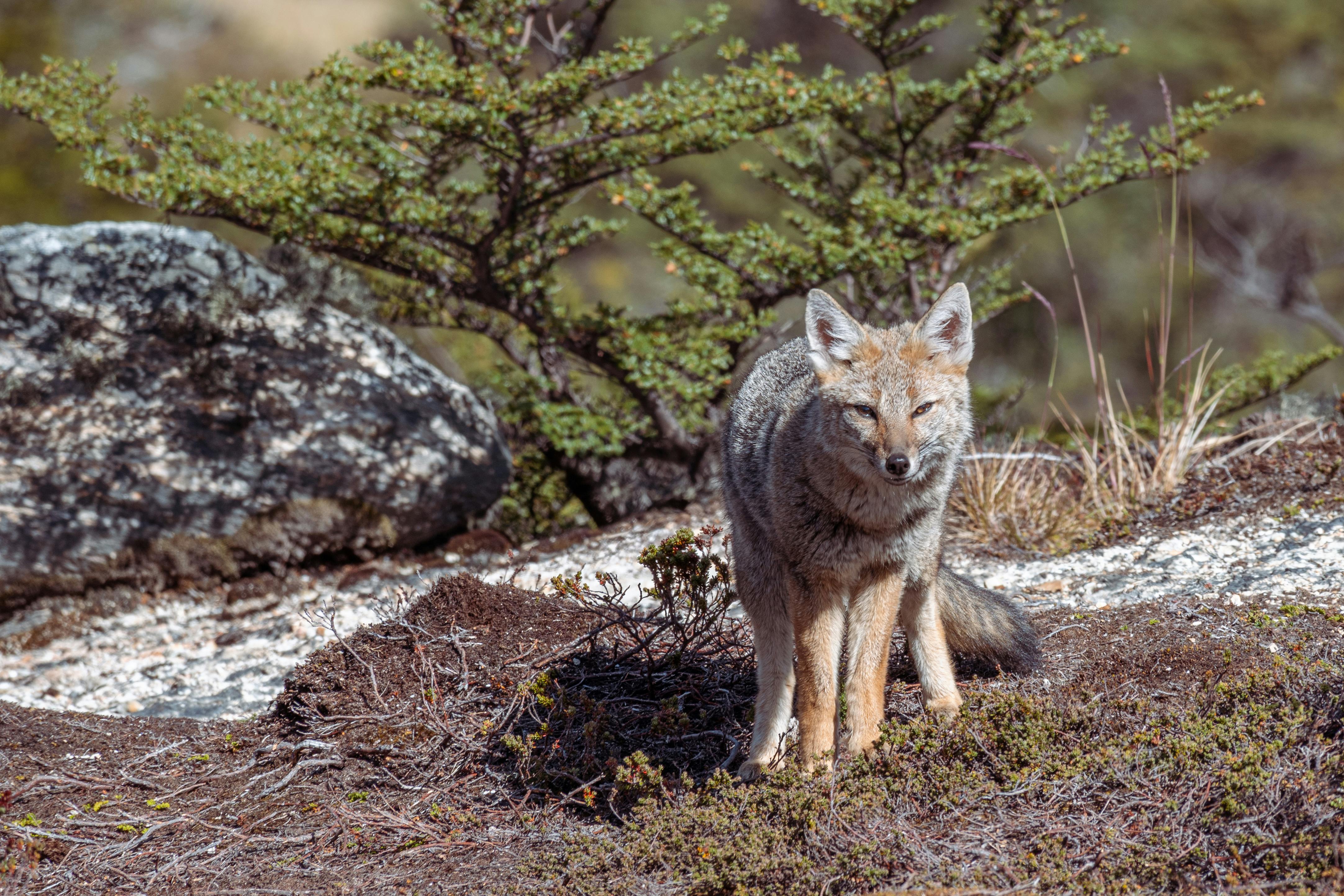 Zorro Patagónico En Ushuaia, Tierra Del Fuego Argentina · Foto de stock ...