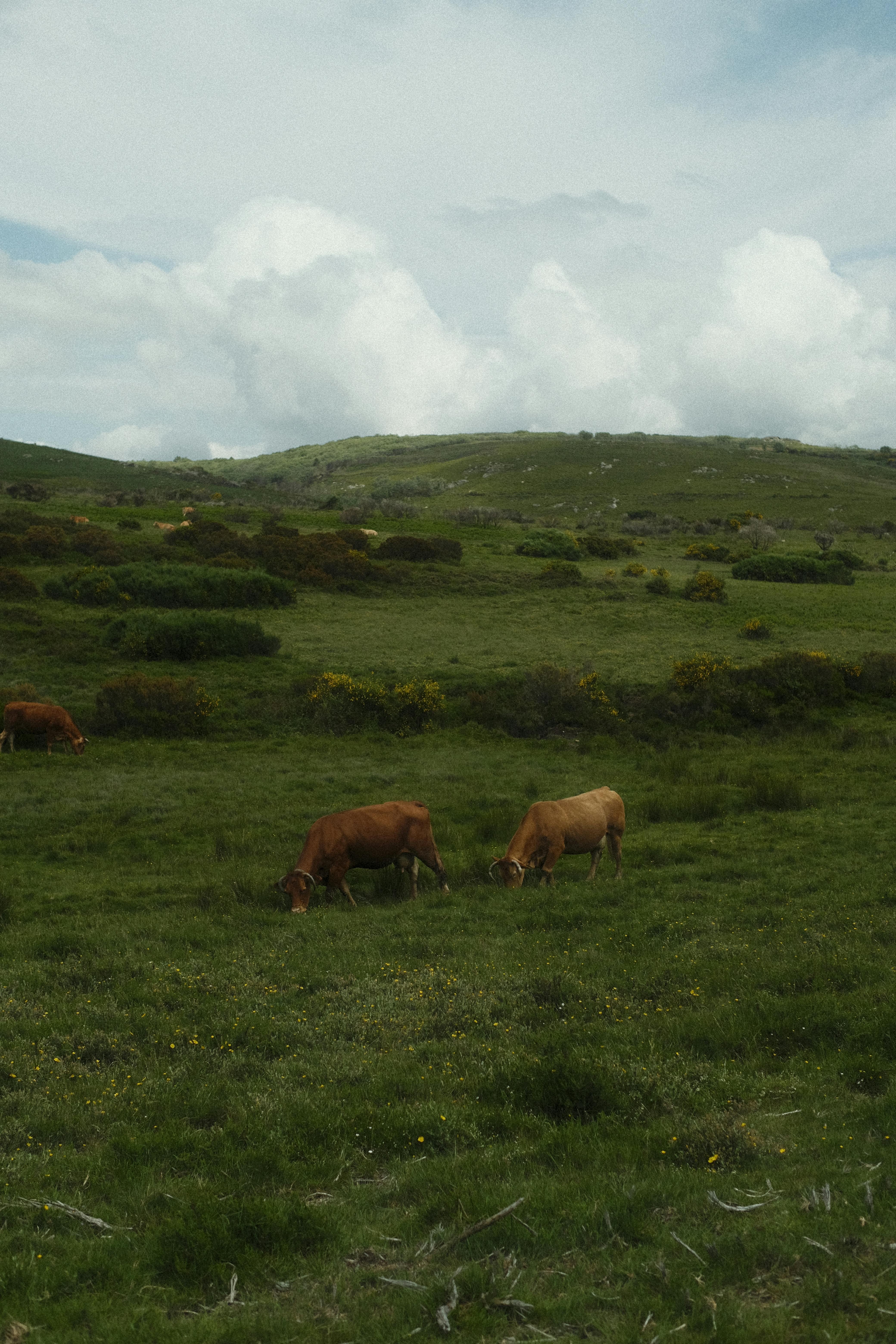 Cows Grazing in Green Pasture Field · Free Stock Photo