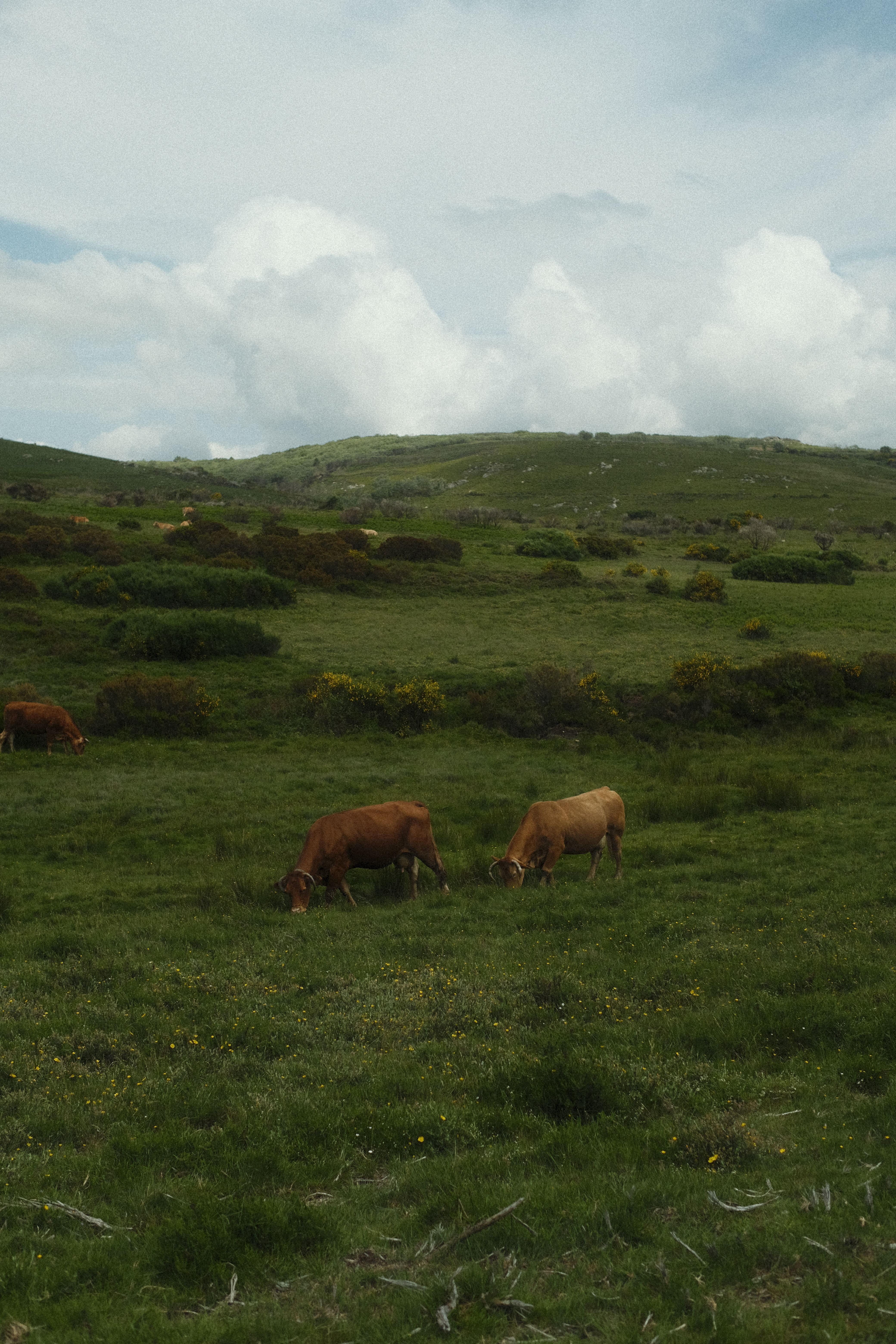 Cows Horizontal Photos, Download The BEST Free Cows Horizontal Stock ...