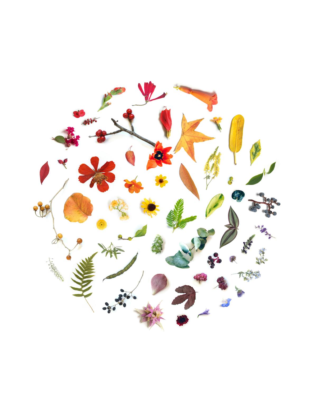 Abstract Flowers Photos, Download The BEST Free Abstract Flowers Stock ...