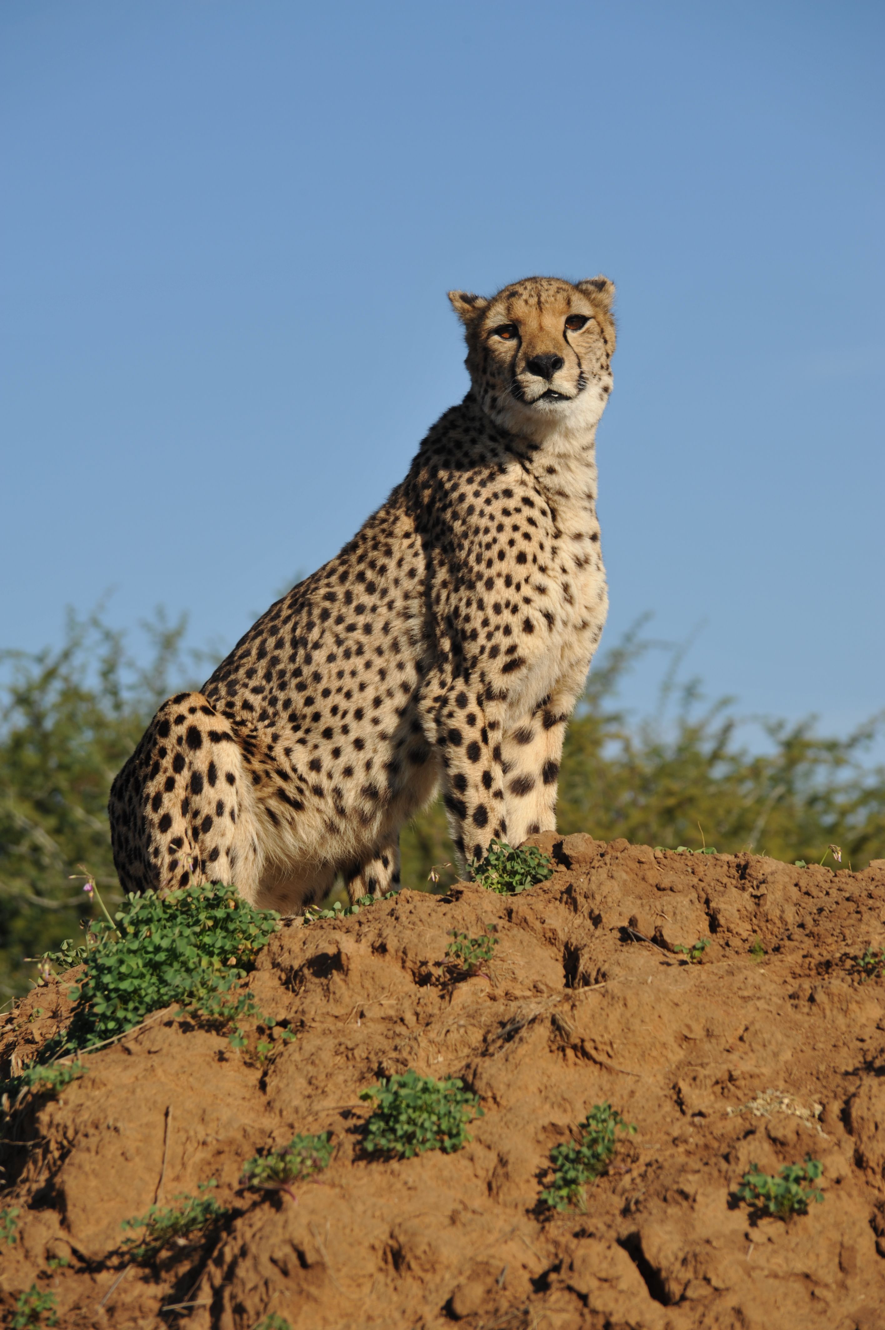 Cheetah in Savannah · Free Stock Photo