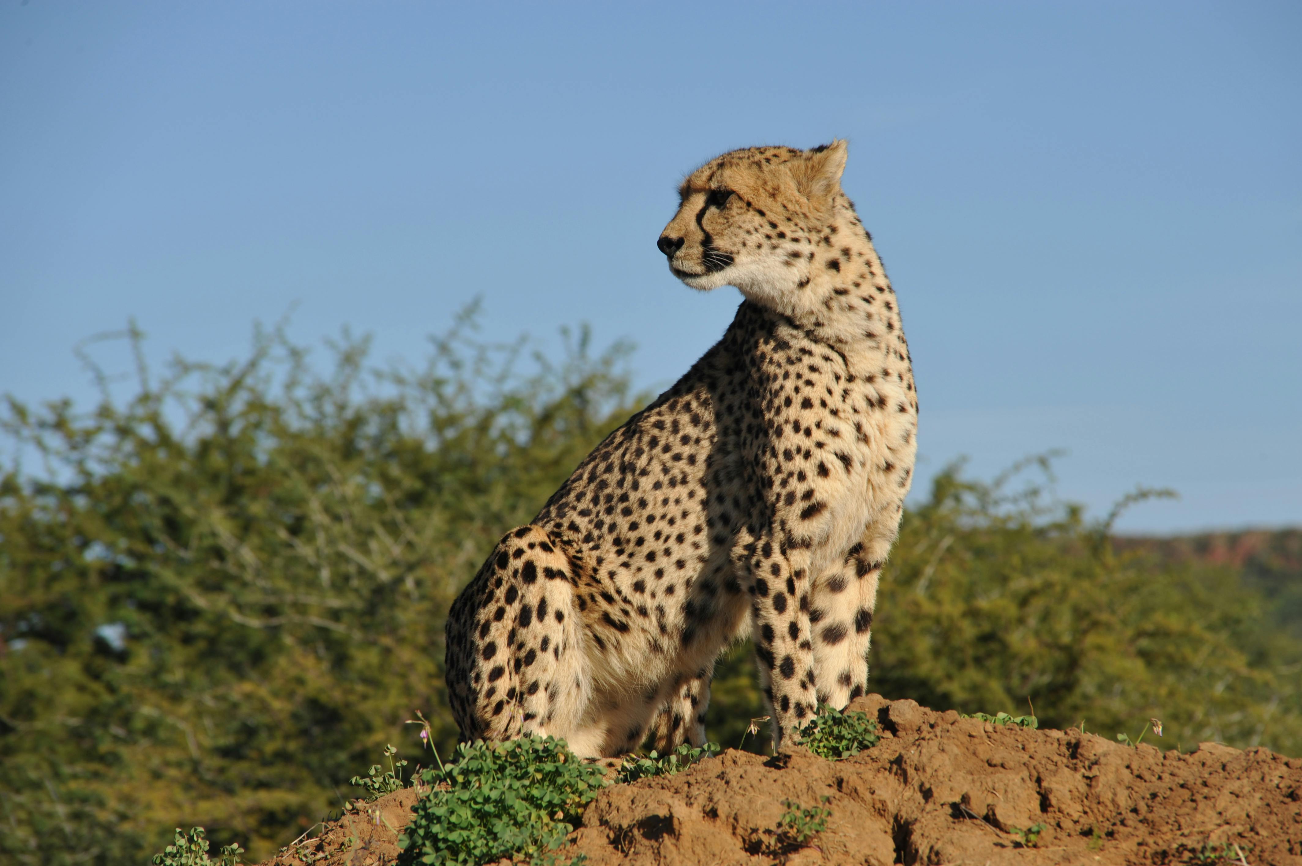 Cheetah Sitting in Nature · Free Stock Photo