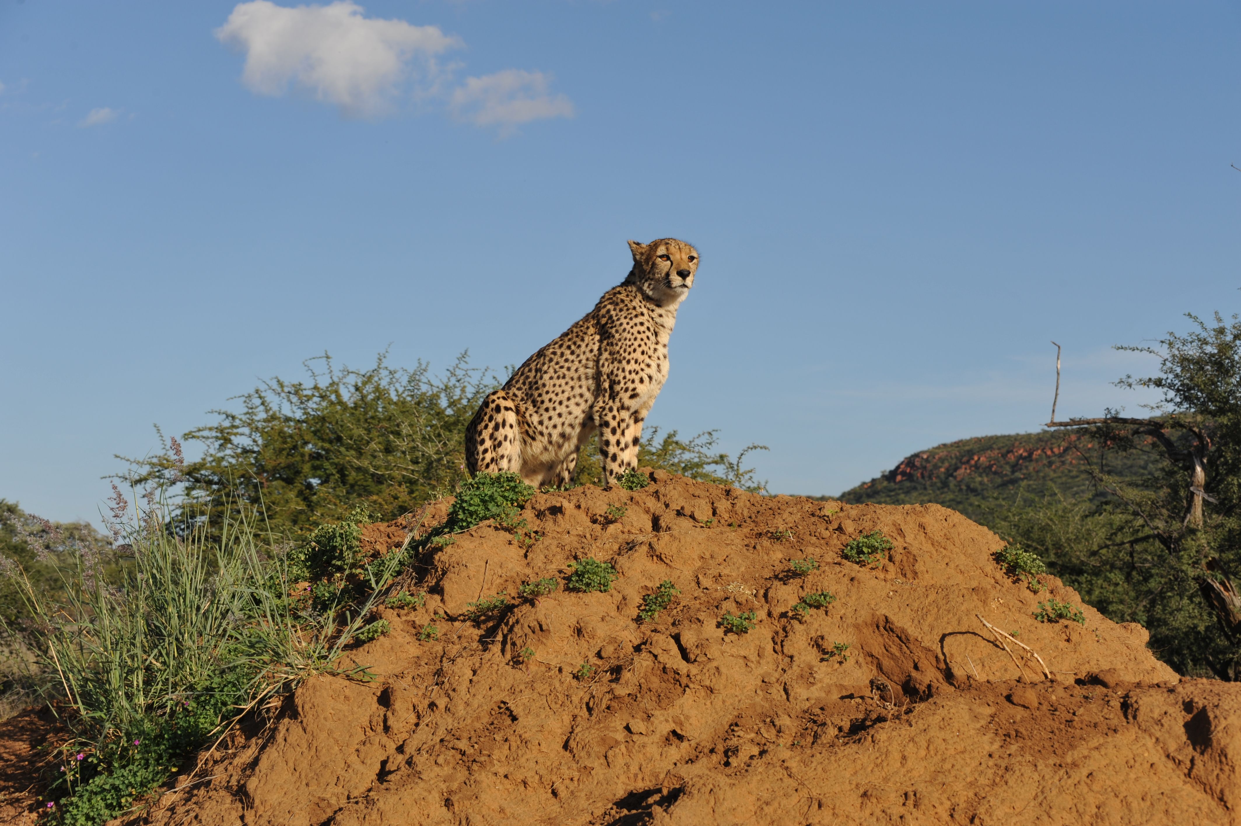 Cheetah in Nature · Free Stock Photo