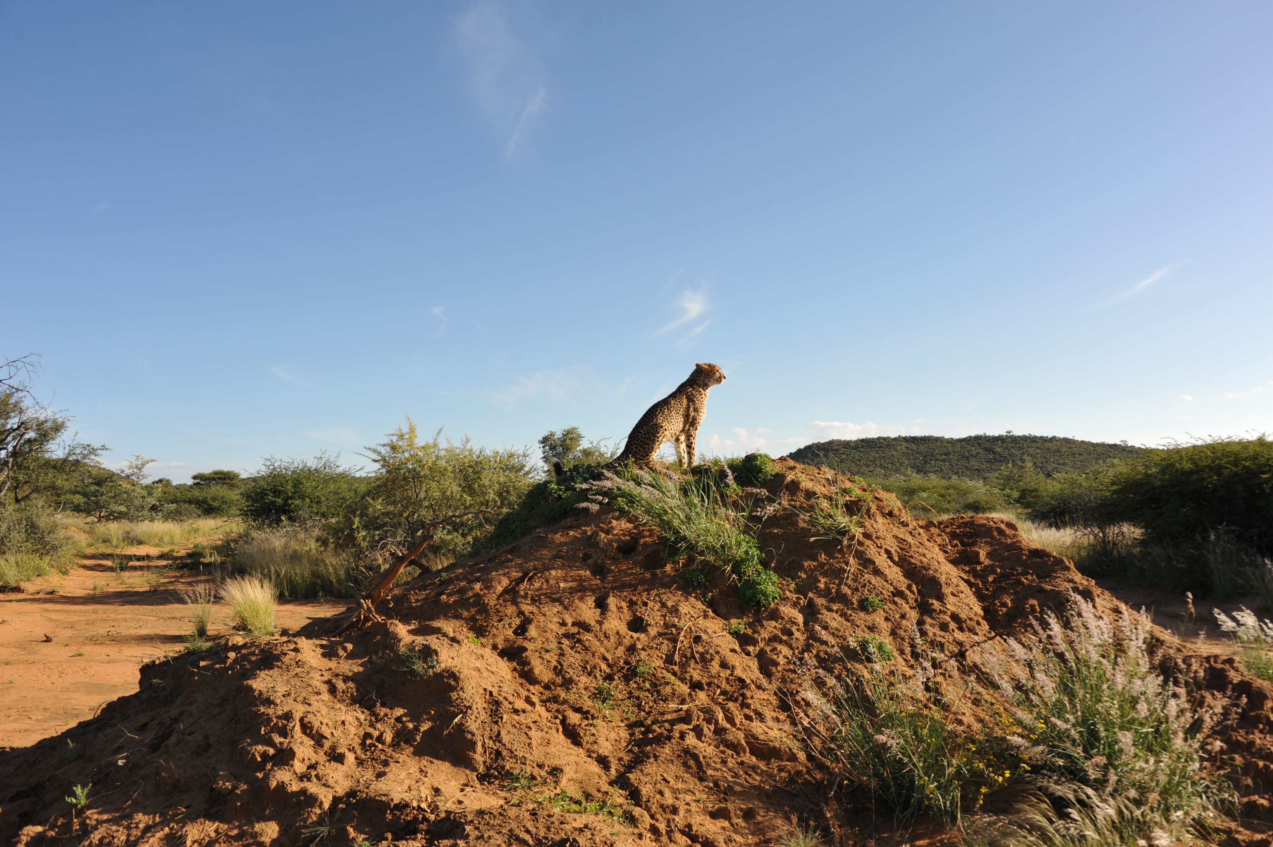 Cheetah on Soil Heap on Savanna · Free Stock Photo