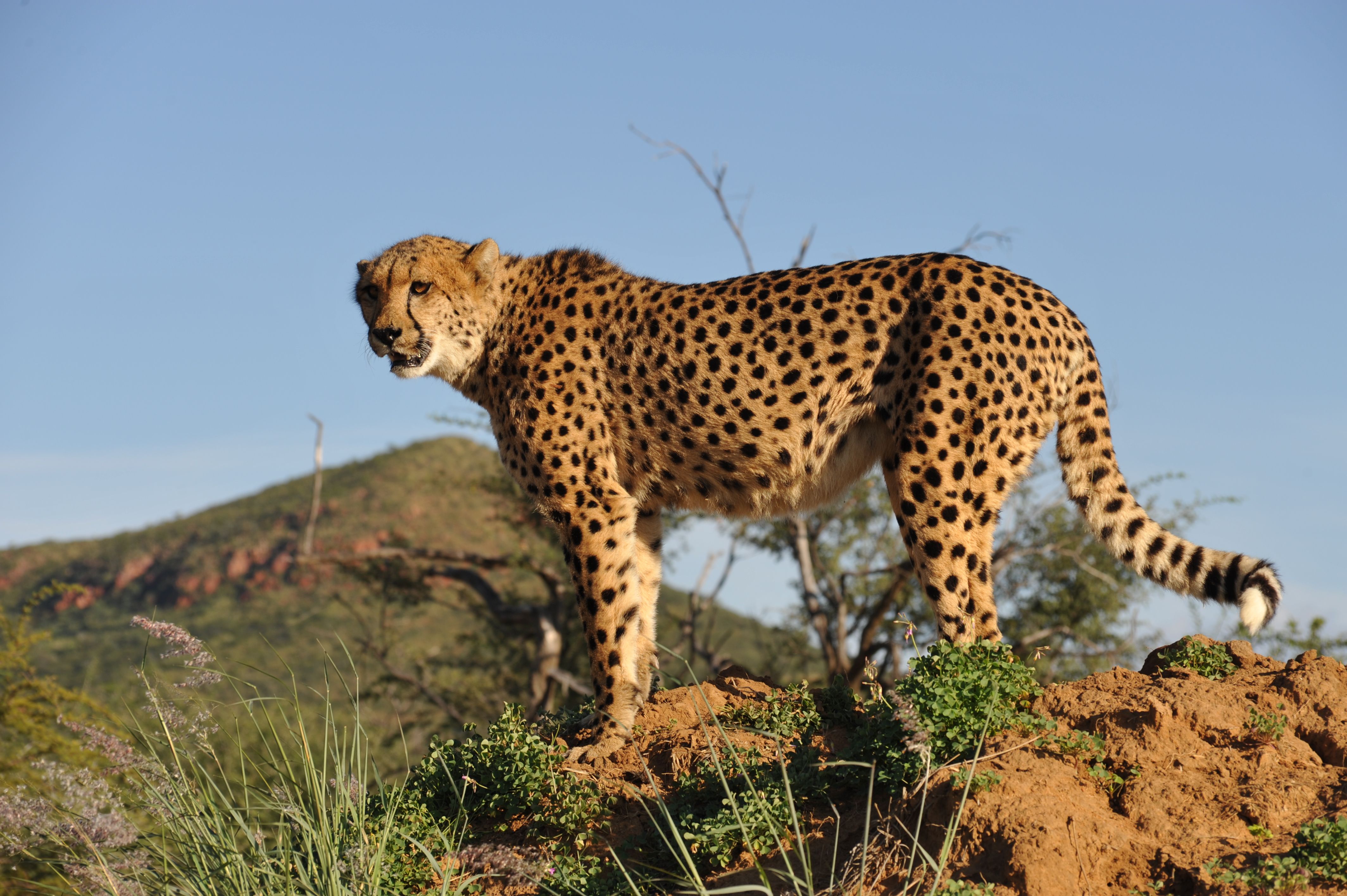 Safari Photos Photos, Download The BEST Free Safari Photos Stock Photos ...