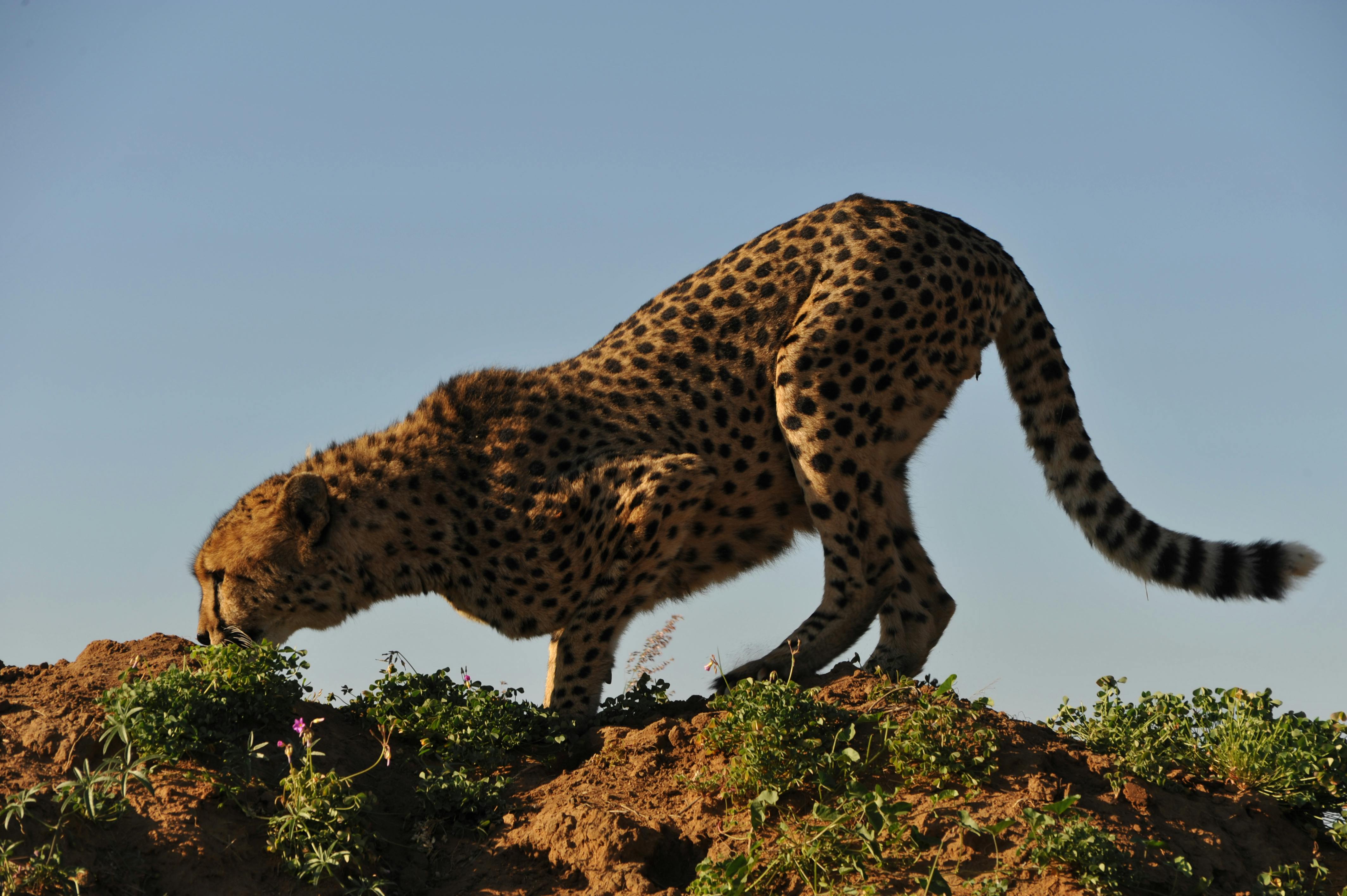 2 000+ Savane banque d’images et photos libres de droit ...
