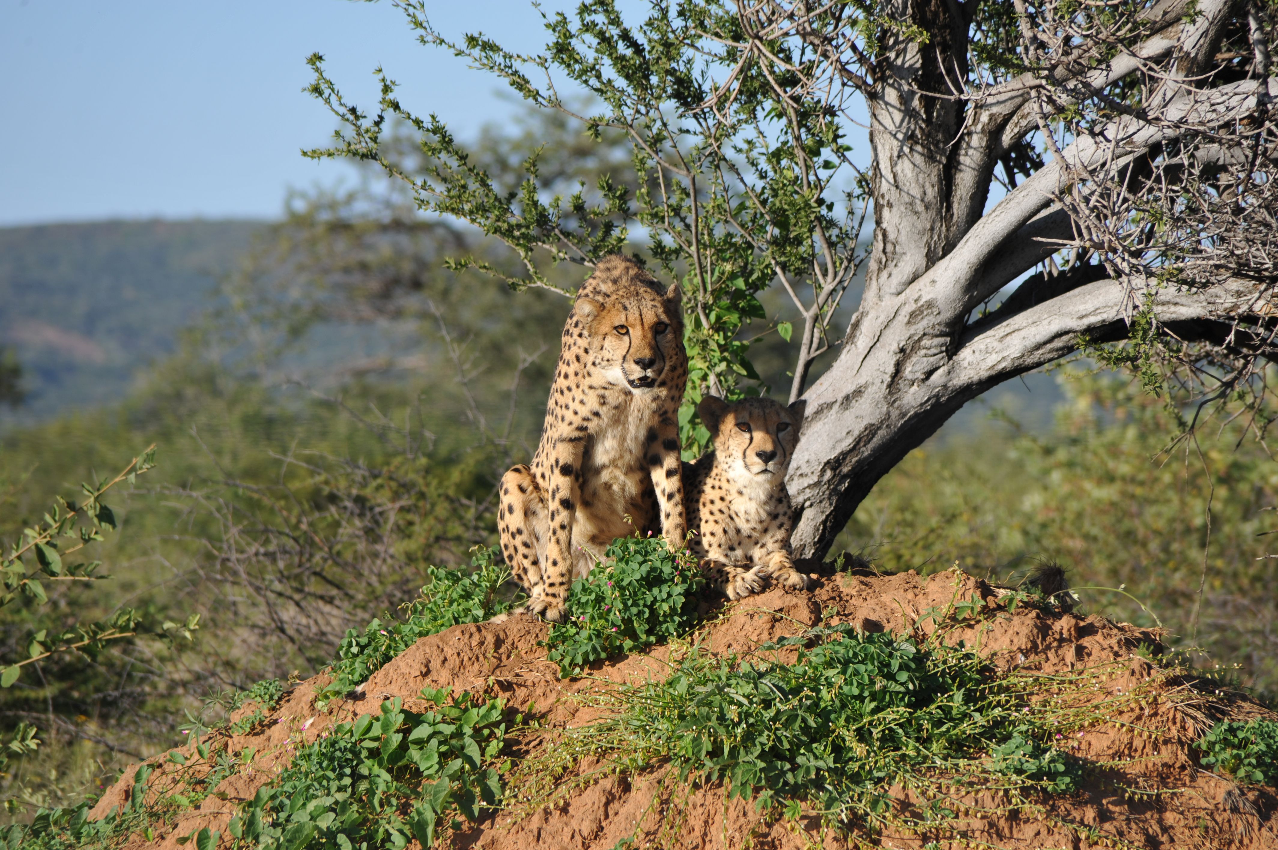 Safari Photos Photos, Download The BEST Free Safari Photos Stock Photos ...