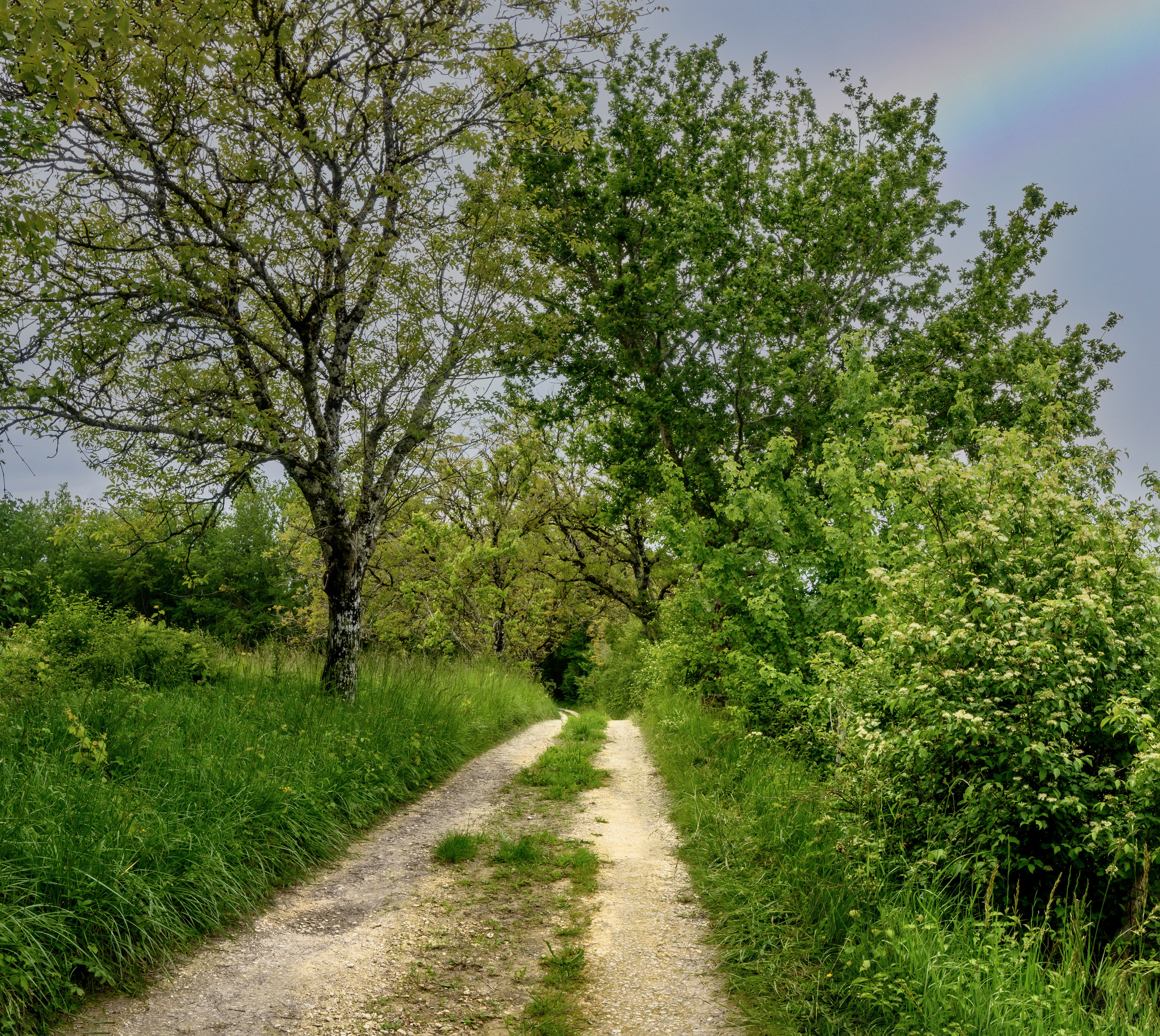 A Pathway between Green Grass Fields and Trees · Free Stock Photo