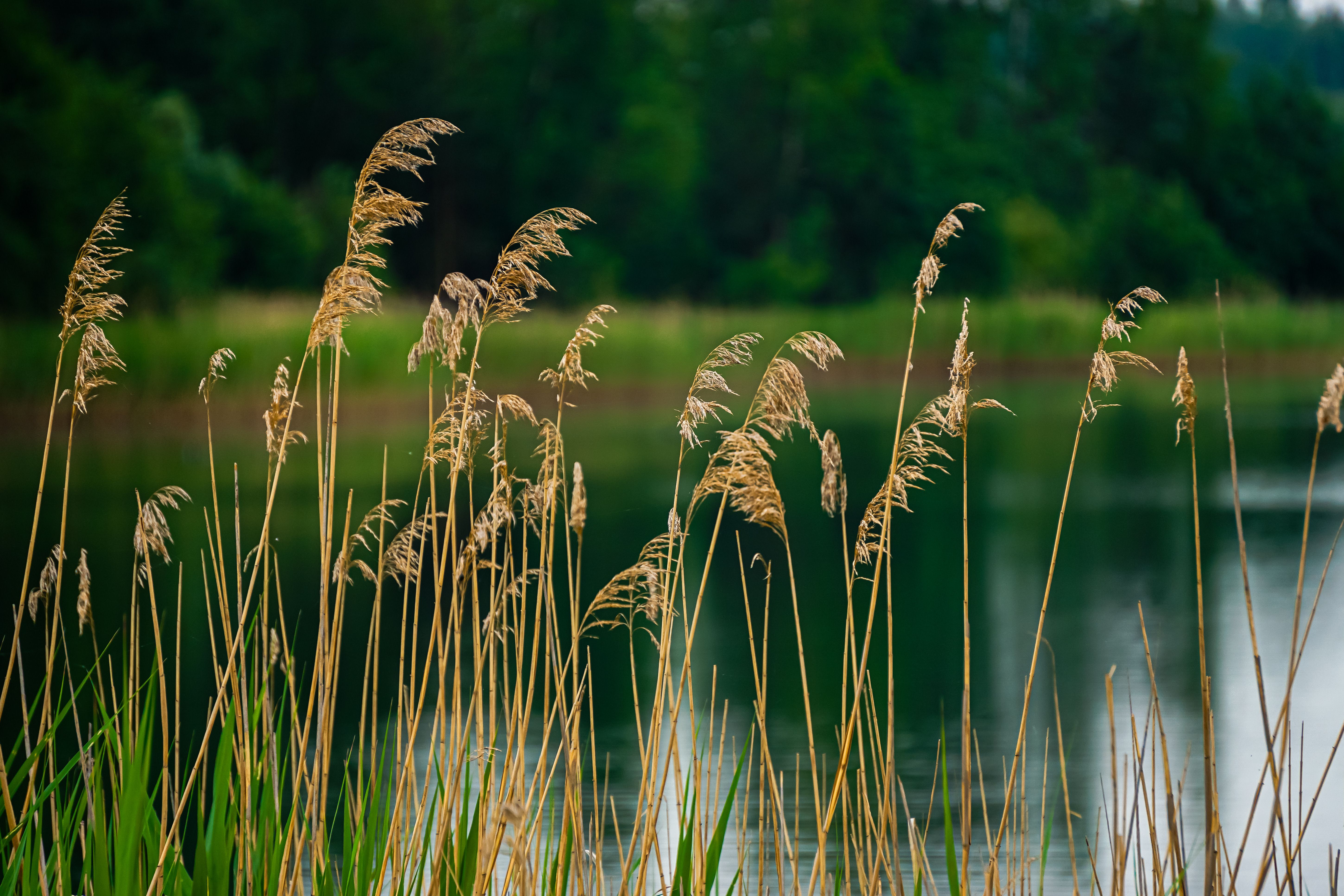 Tall grasses by a lake with a green background · Free Stock Photo