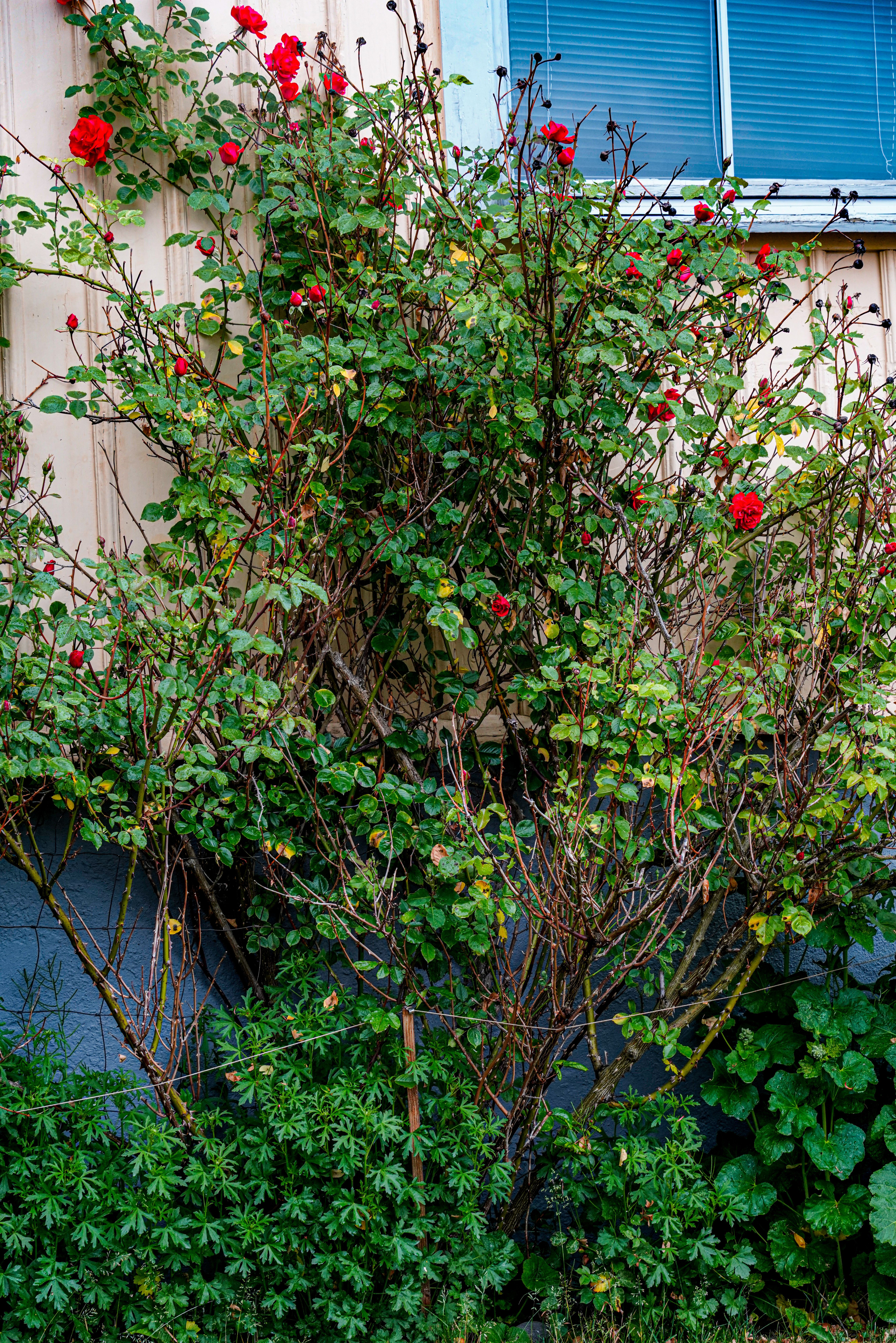 Red Rosebush Growing Outside of a Building · Free Stock Photo