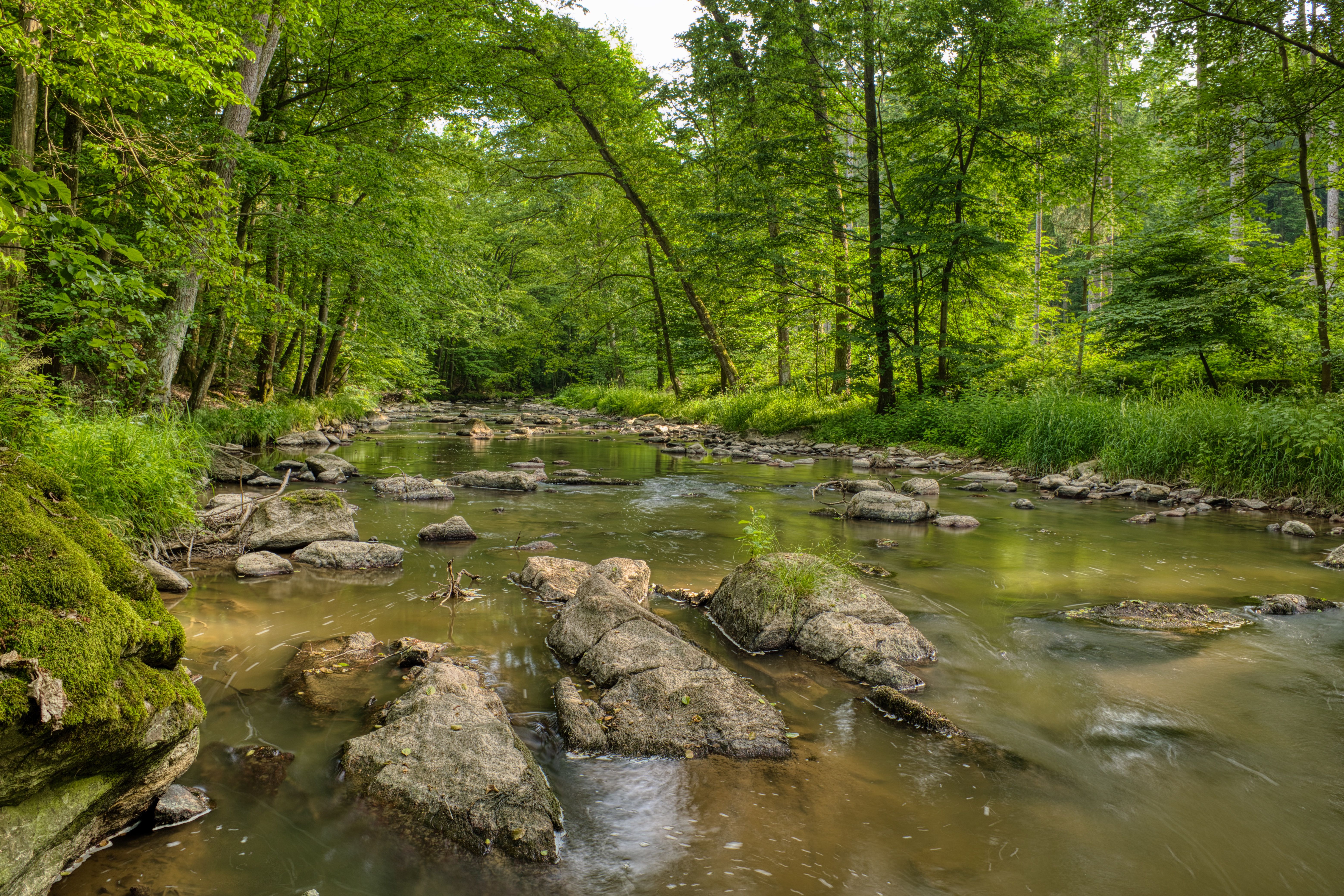 Stream Surrounded by Trees with Lush Foliage · Free Stock Photo