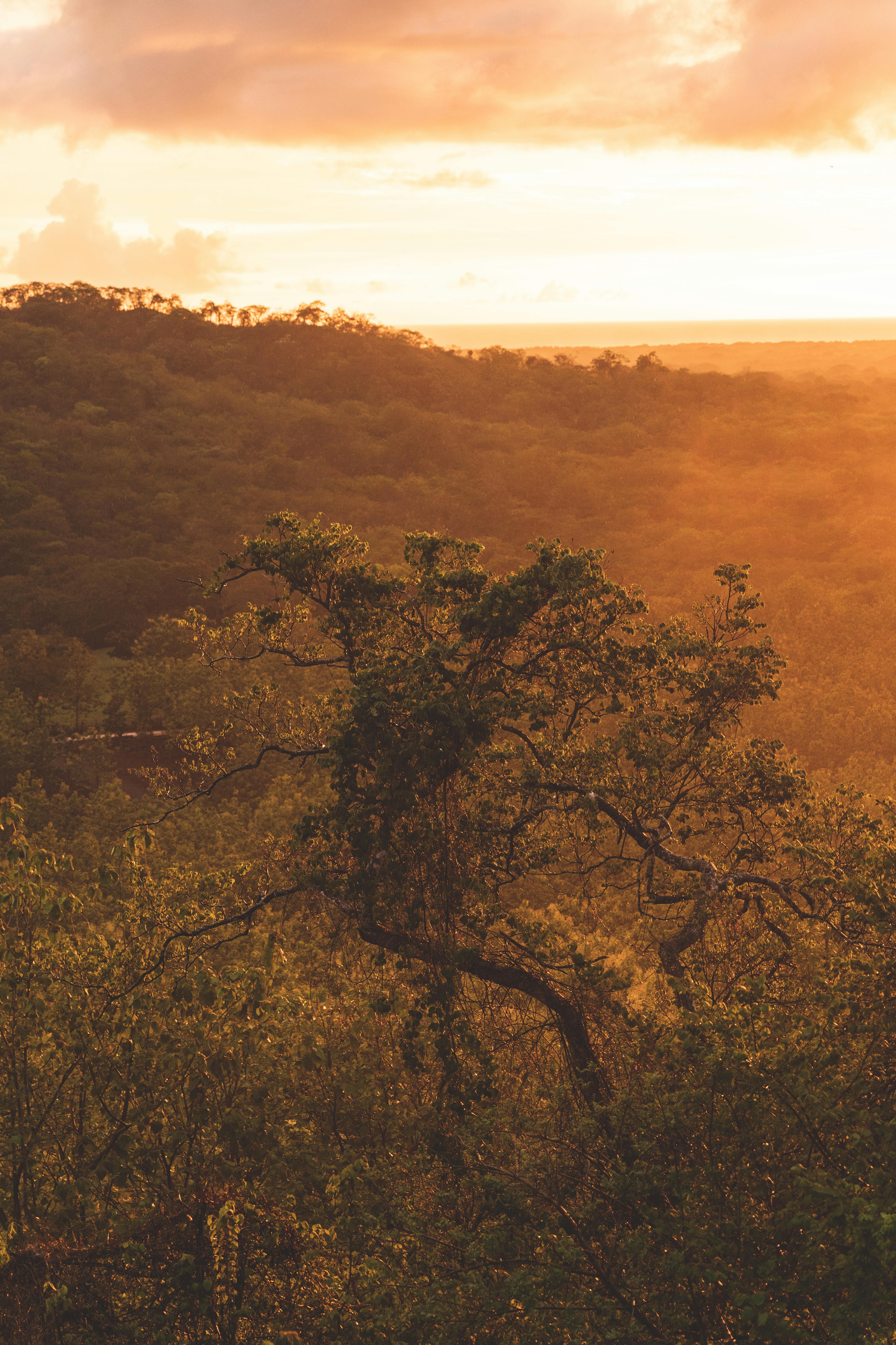 A sunset over a forest with trees and a hill · Free Stock Photo