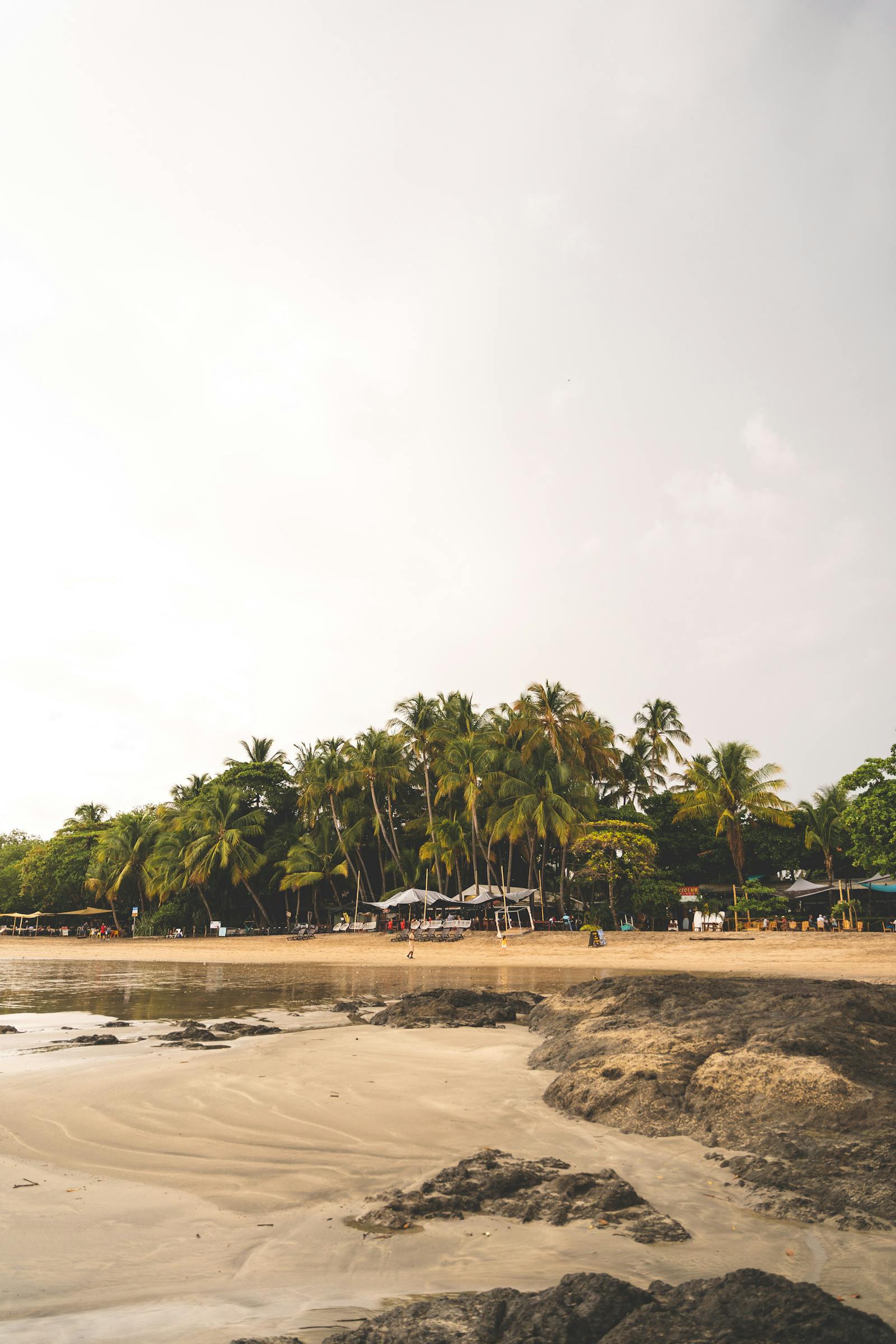 Tropical Nature Photos, Download The BEST Free Tropical Nature Stock ...