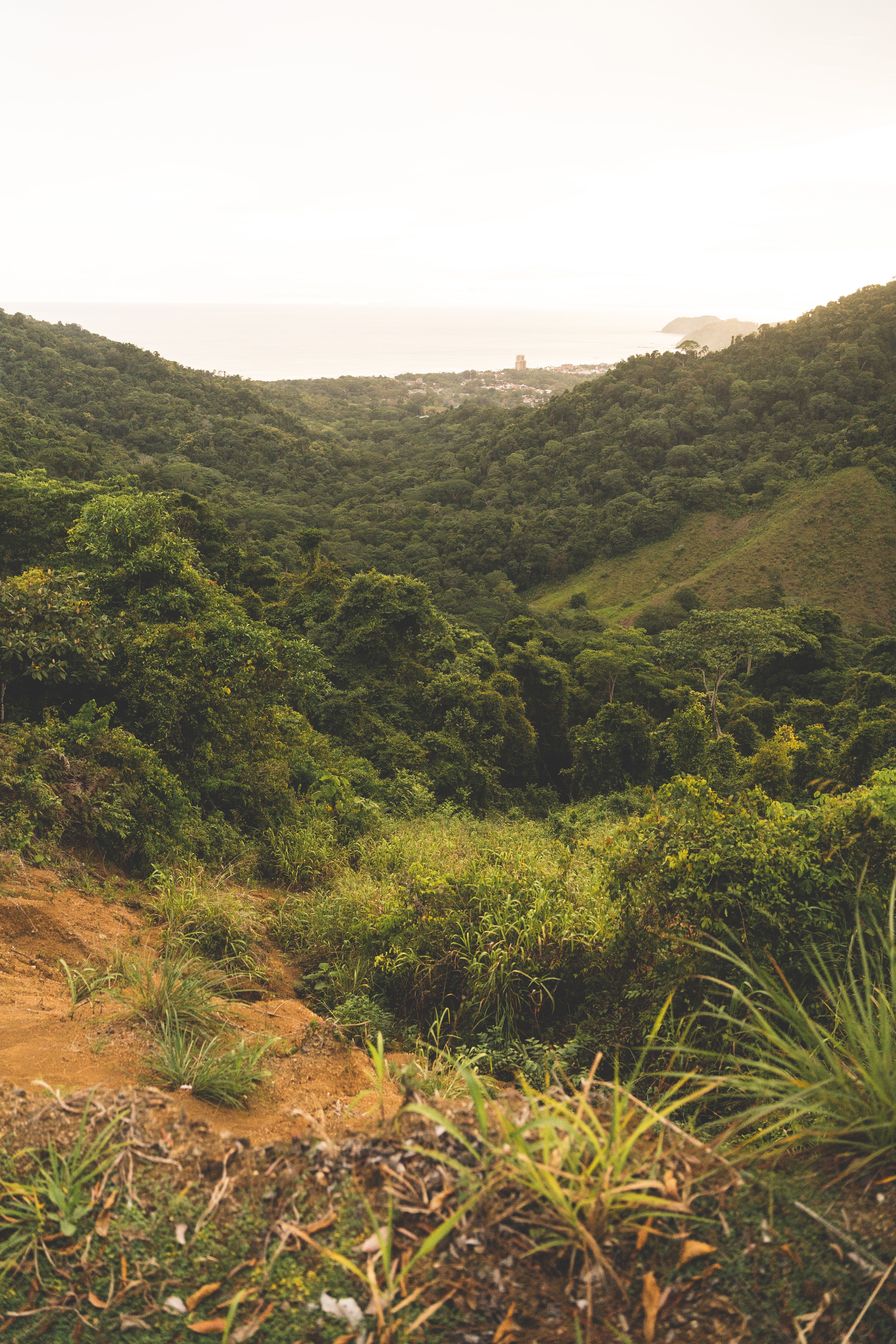 Green Forest on Coast · Free Stock Photo