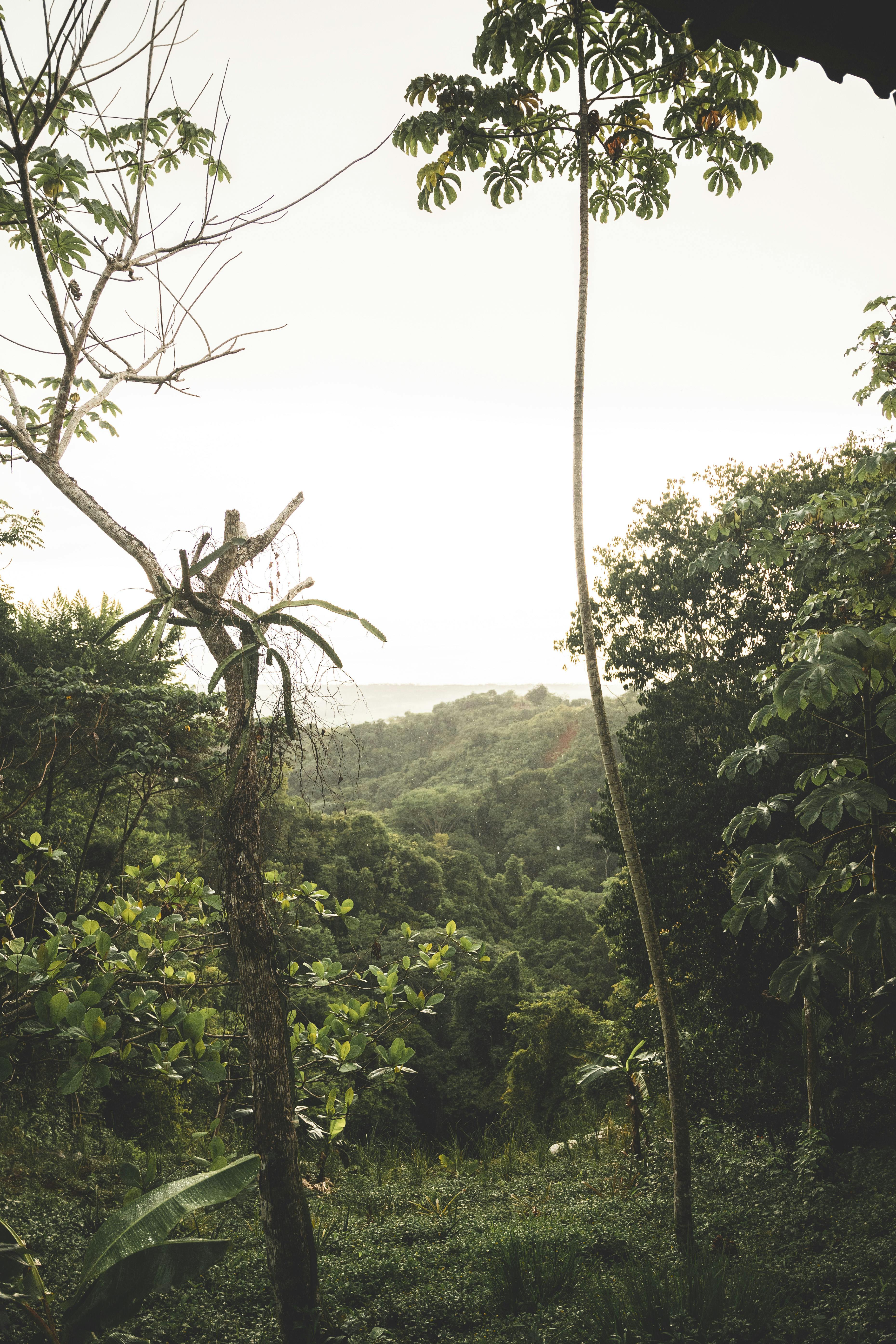 Tropical Bushes in Costa Rica · Free Stock Photo