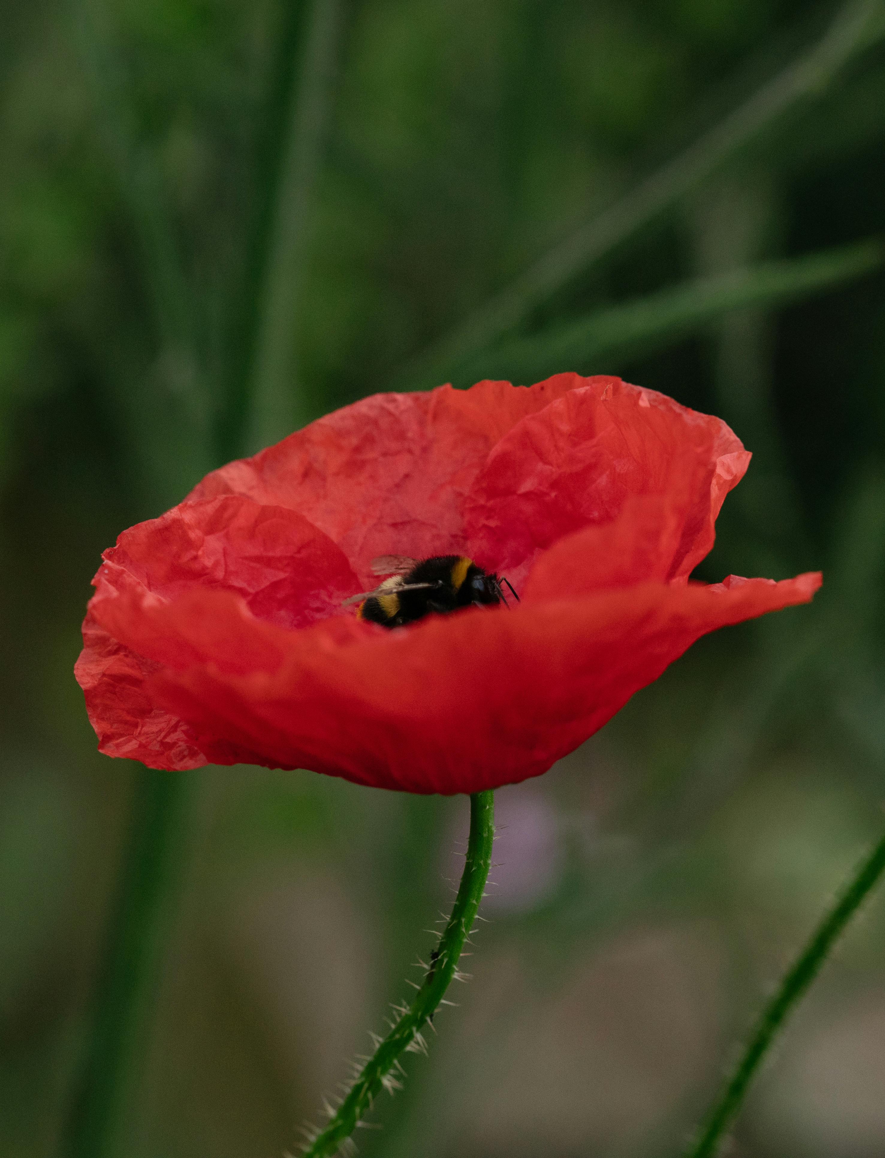 Close-up of a Poppy · Free Stock Photo