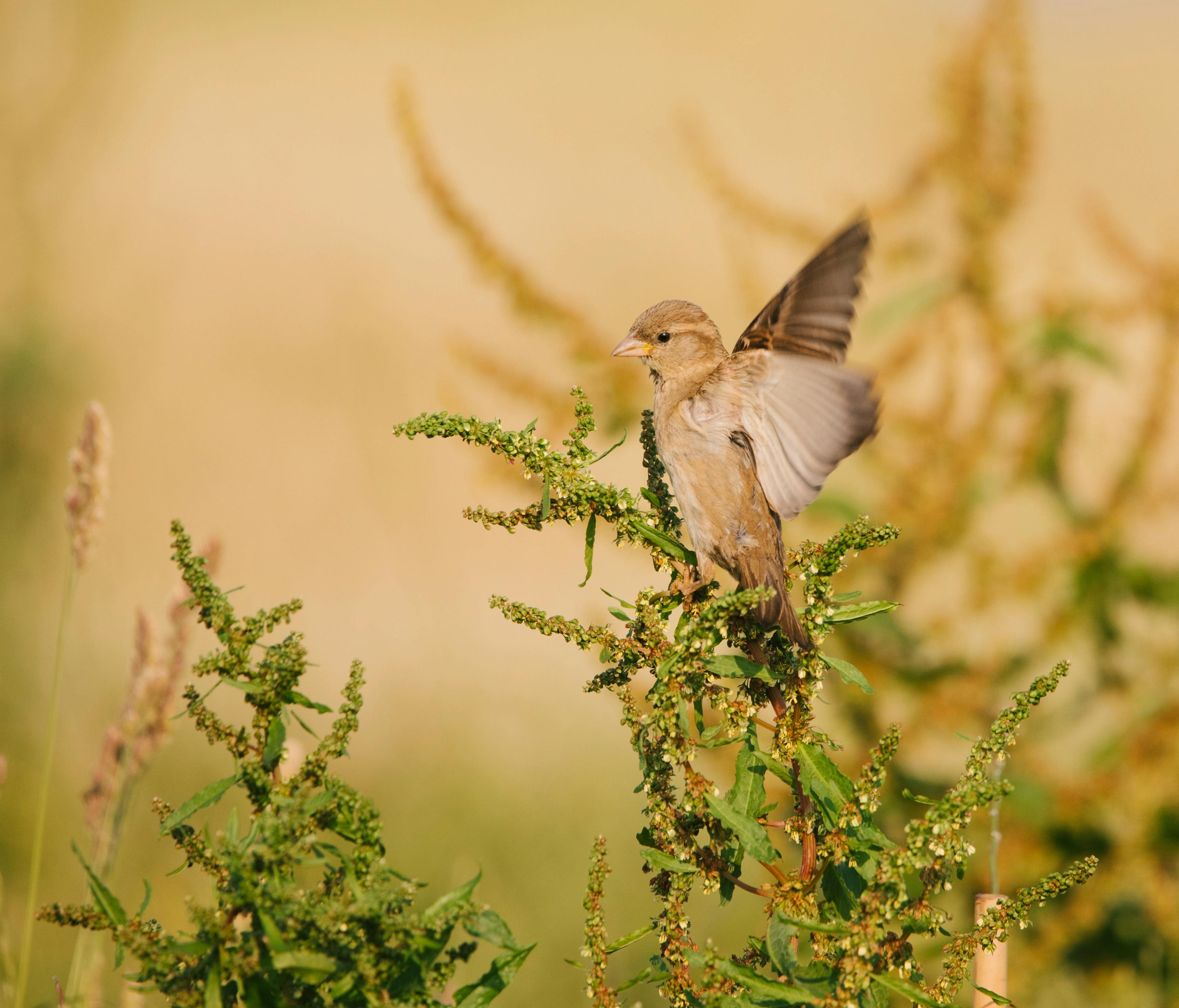 A Little Bird Flying Among Branches · Free Stock Photo