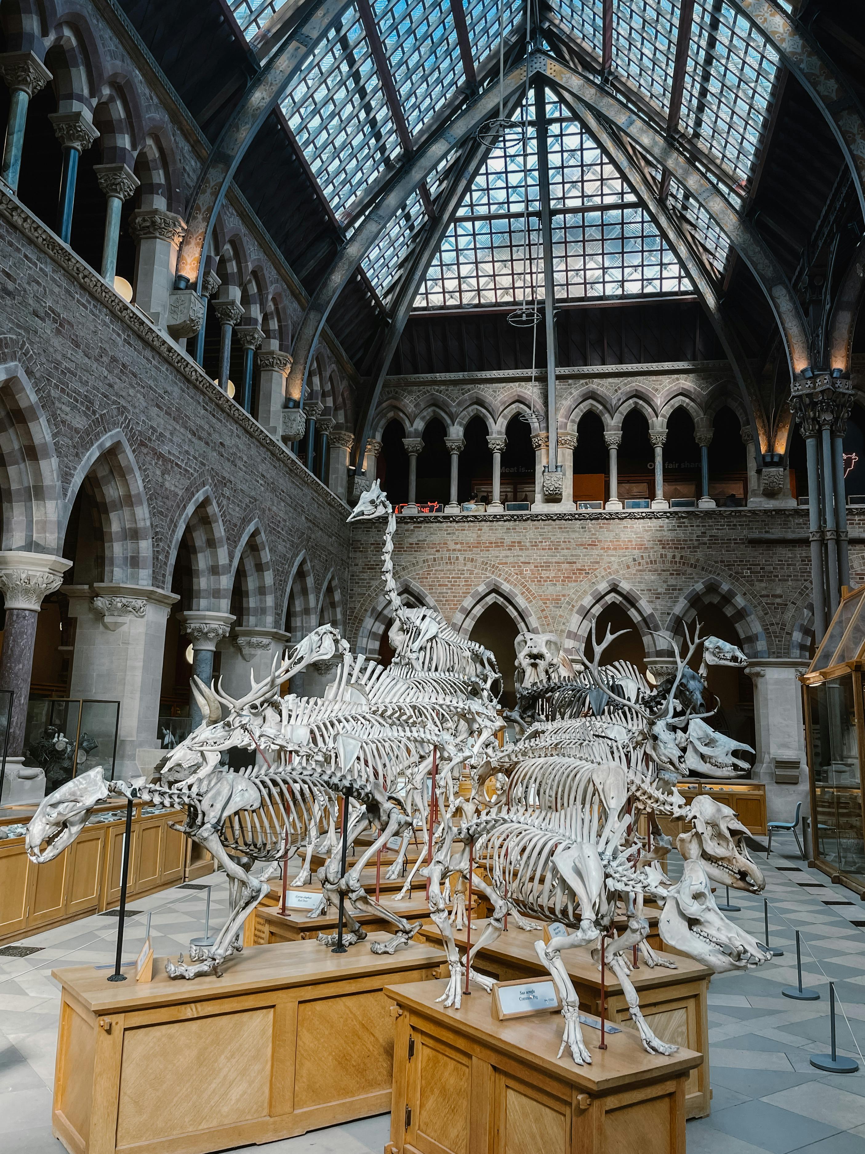 Skeleton Exhibits Inside Oxford University Museum of Natural History ...