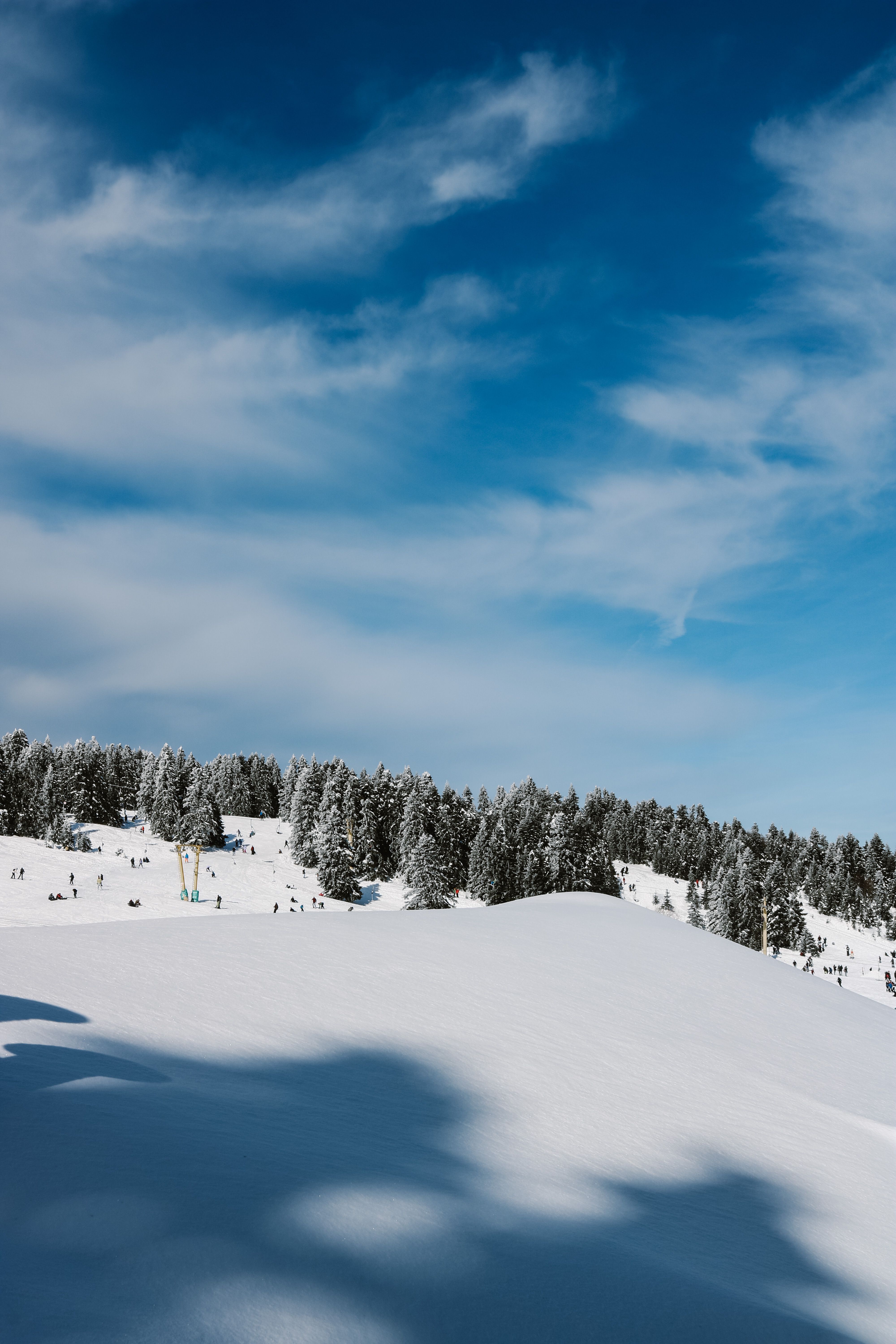 Forest in a Snowy Valley · Free Stock Photo