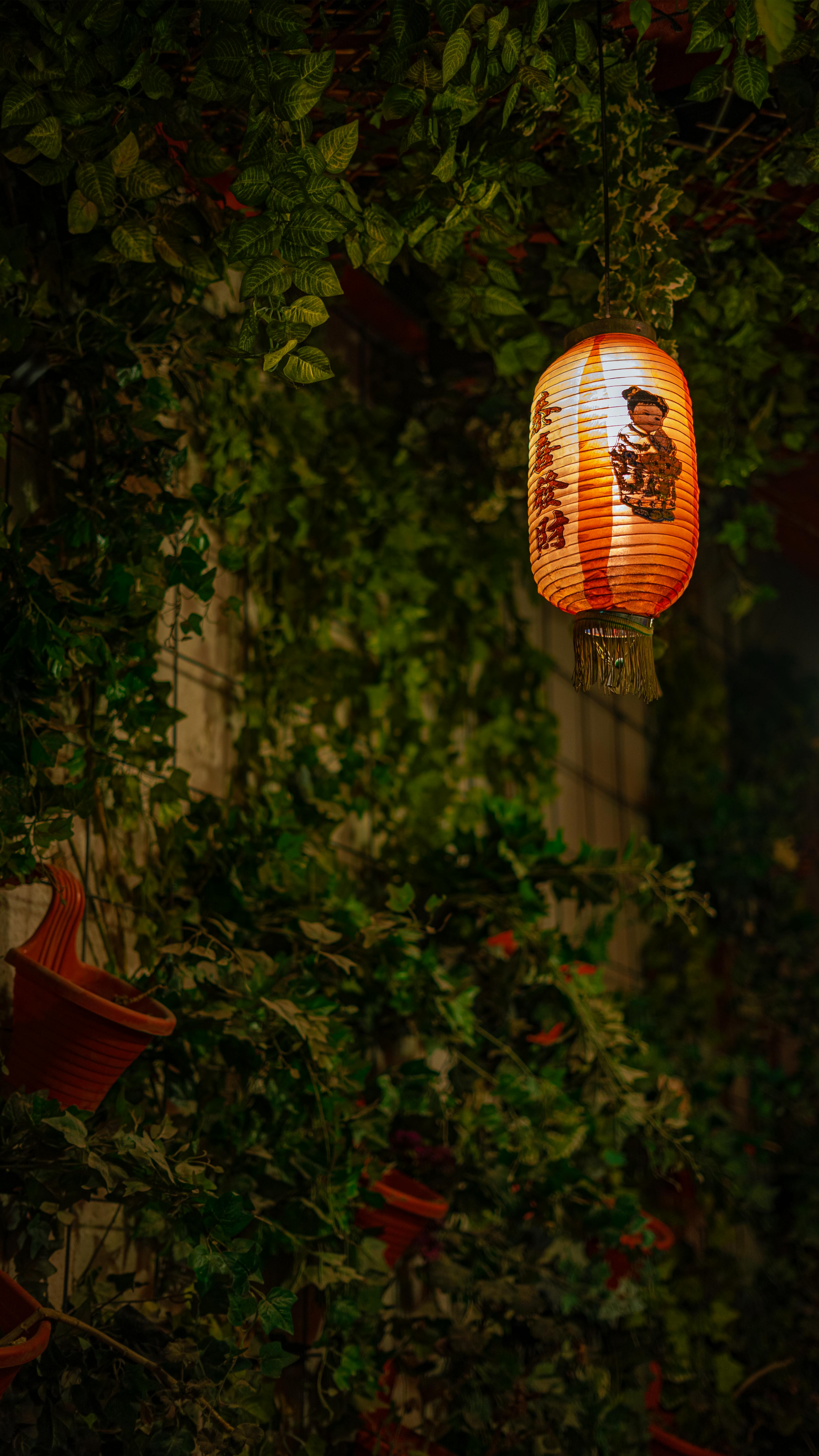 Chinese Leaves Photos, Download The BEST Free Chinese Leaves Stock ...