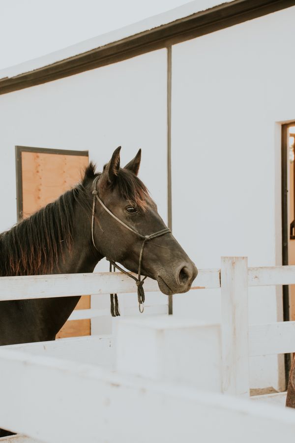 Horse Stable Photos, Download The BEST Free Horse Stable Stock Photos ...