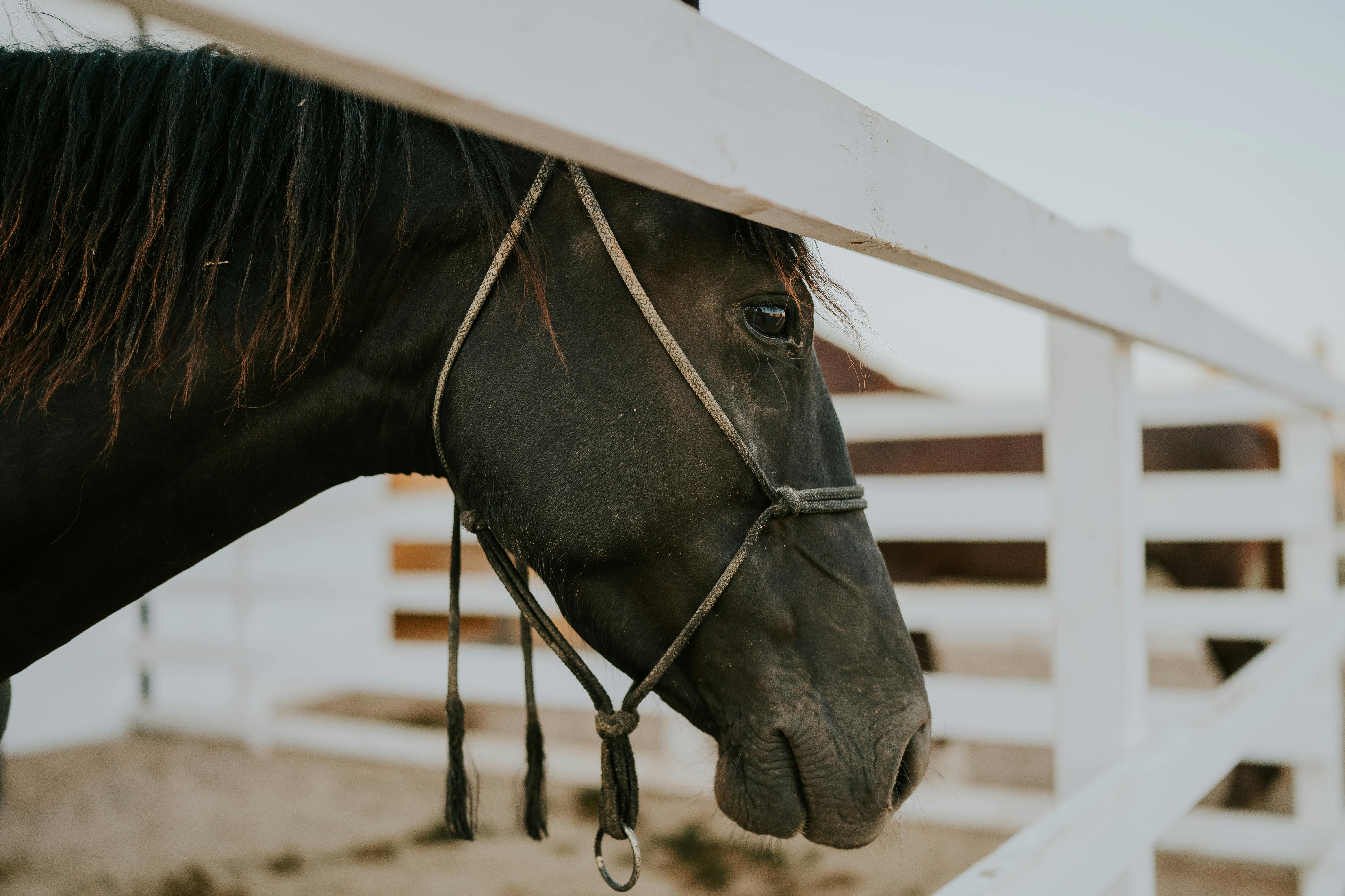 Horse in Corral · Free Stock Photo