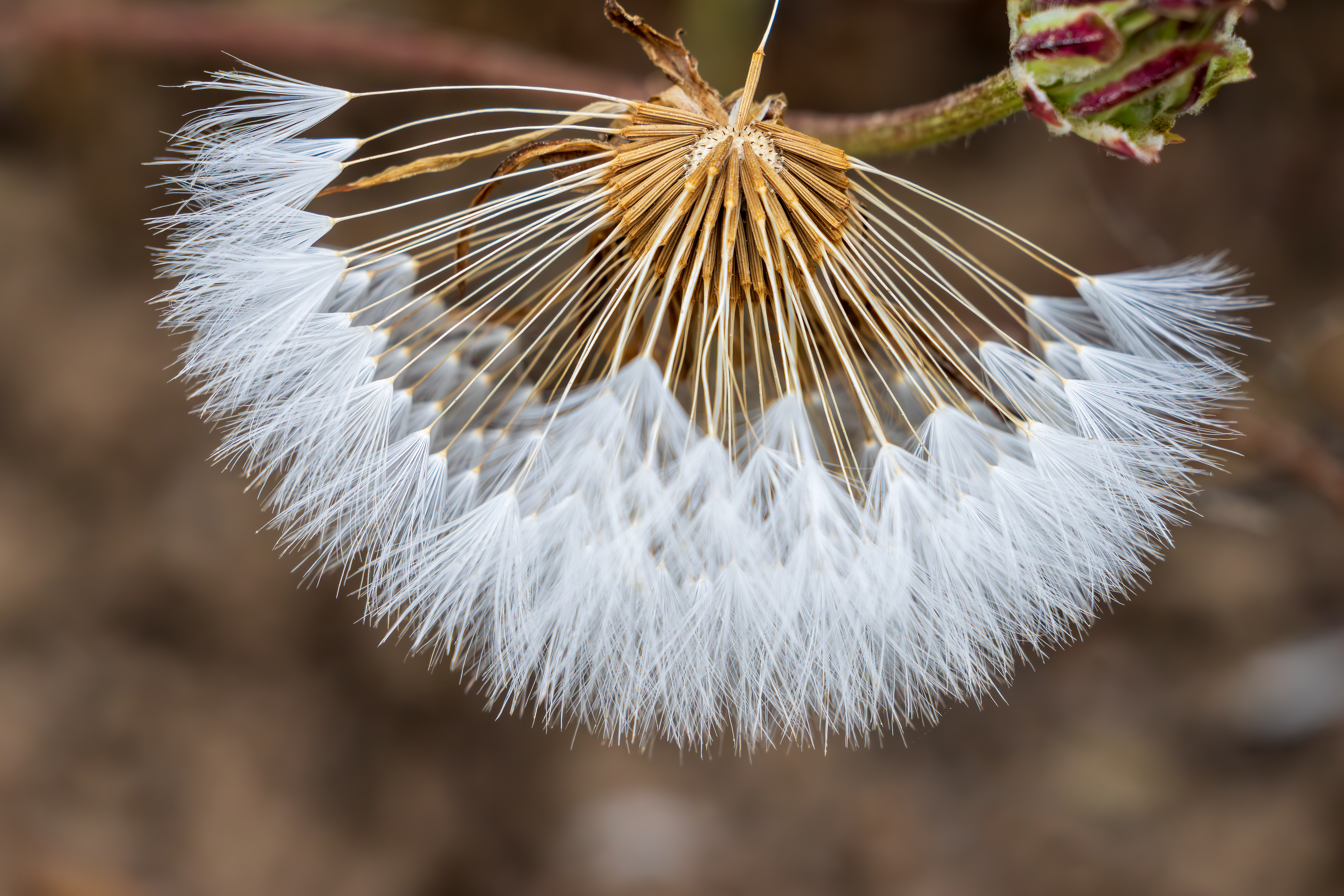 Close-up of Dandelion Flower · Free Stock Photo