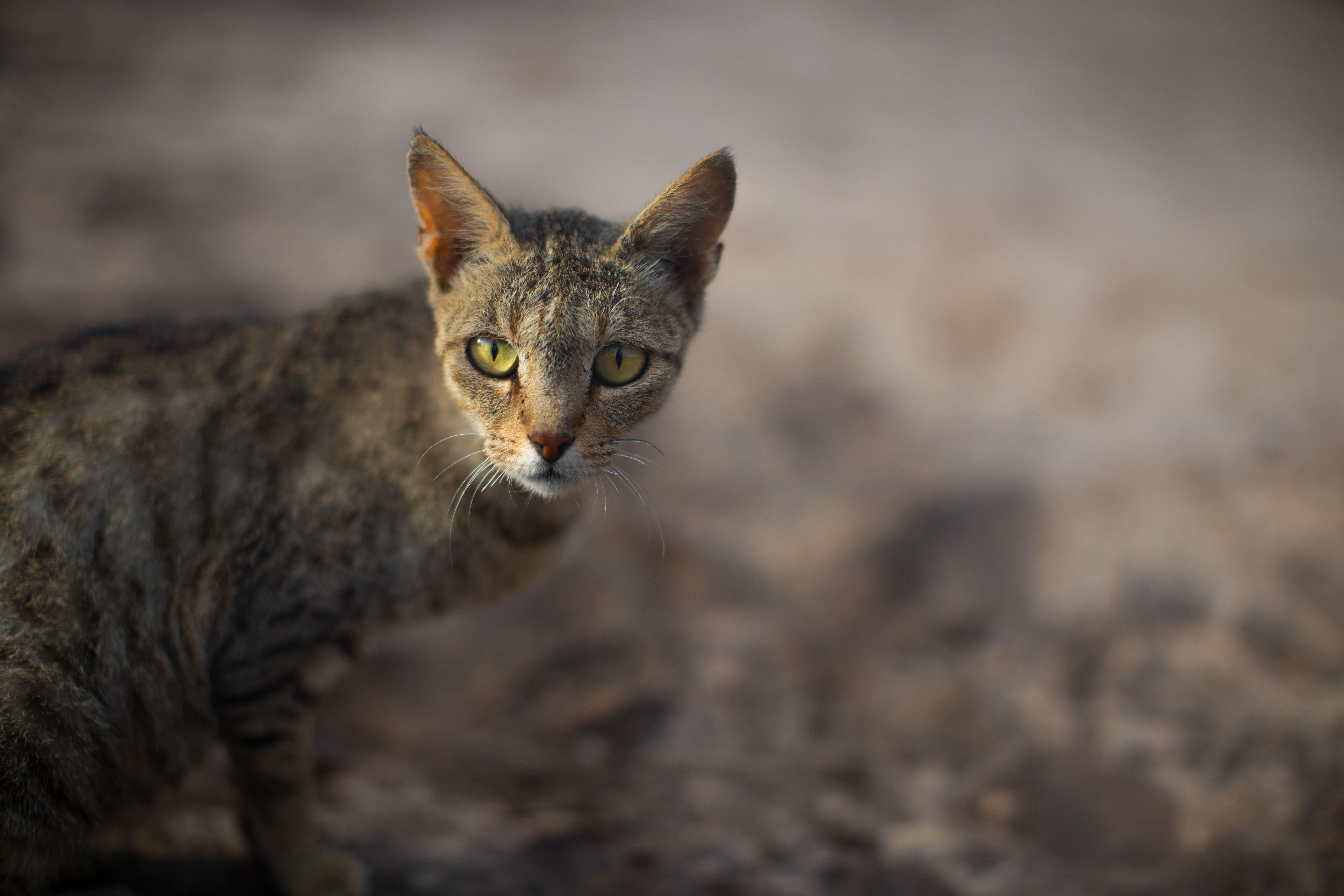 A Portrait of a Little Cat · Free Stock Photo