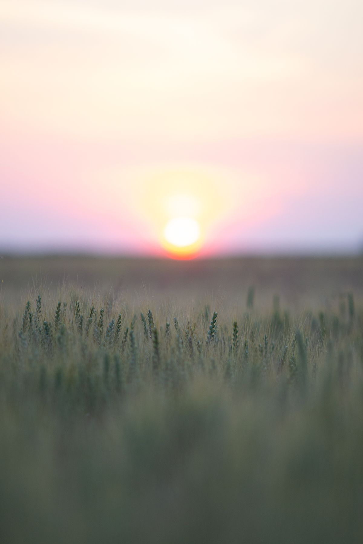Wheat Field At Dusk Photos, Download The BEST Free Wheat Field At Dusk ...