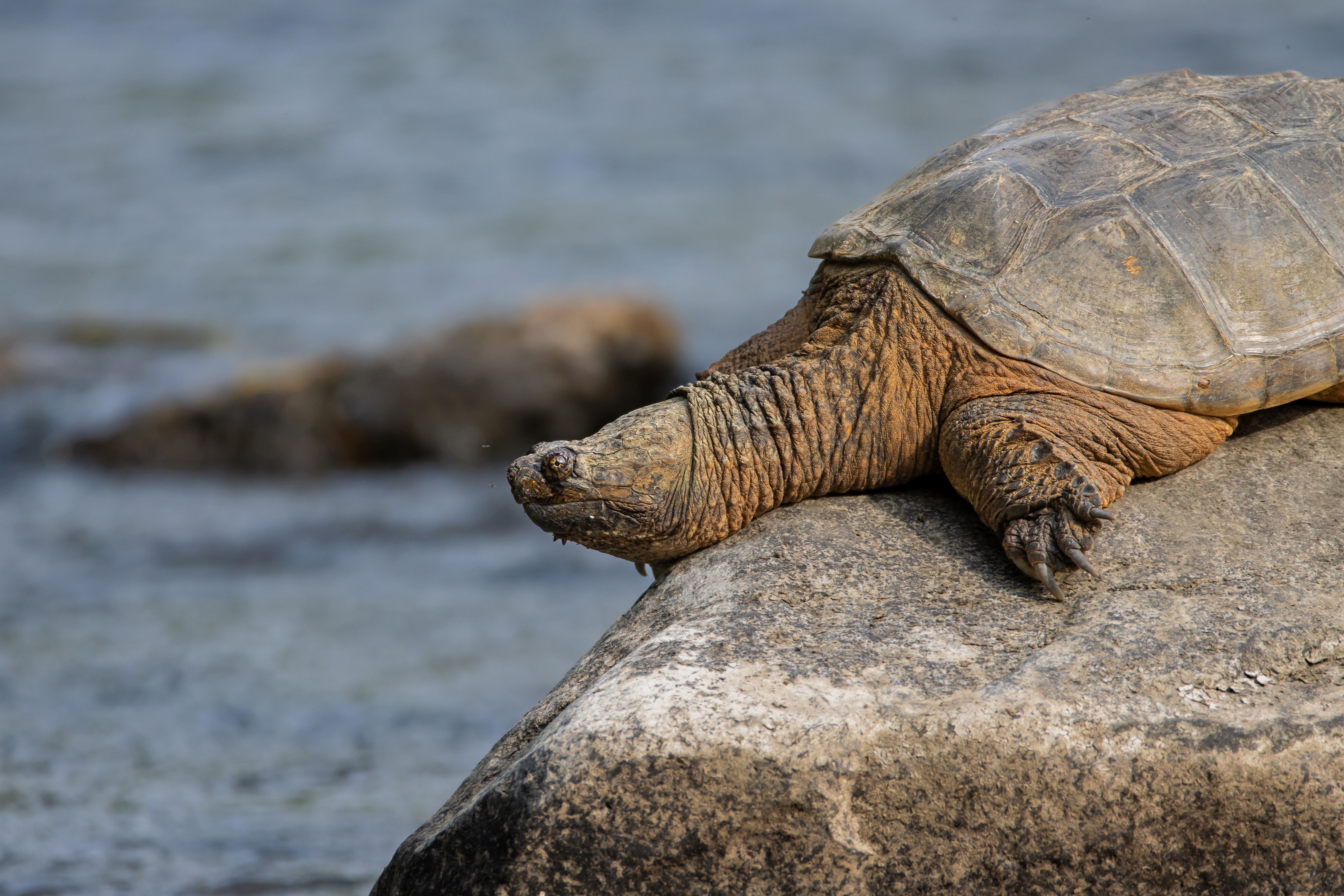A turtle laying on a rock in the water · Free Stock Photo