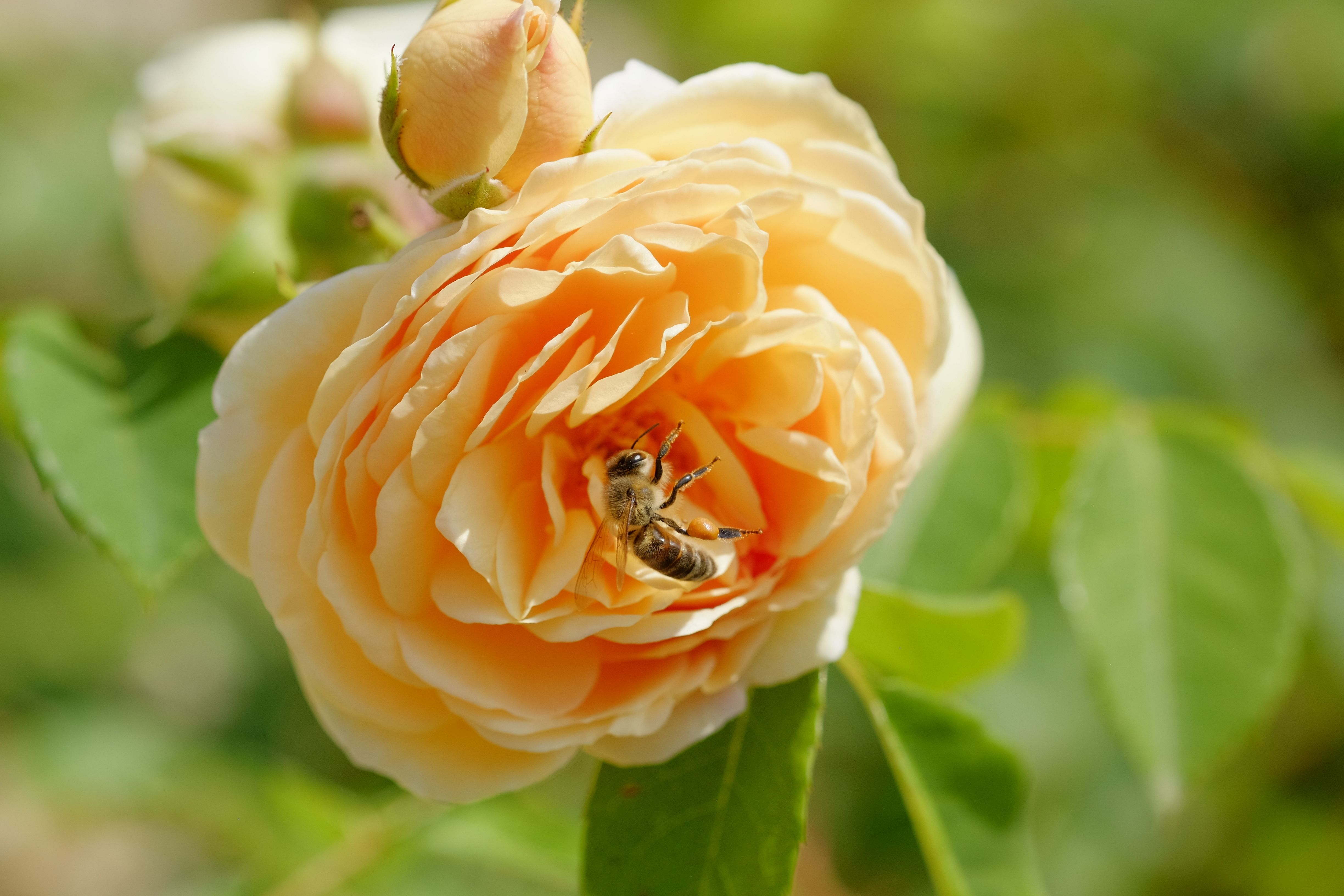 Bee on Beautiful Rose · Free Stock Photo