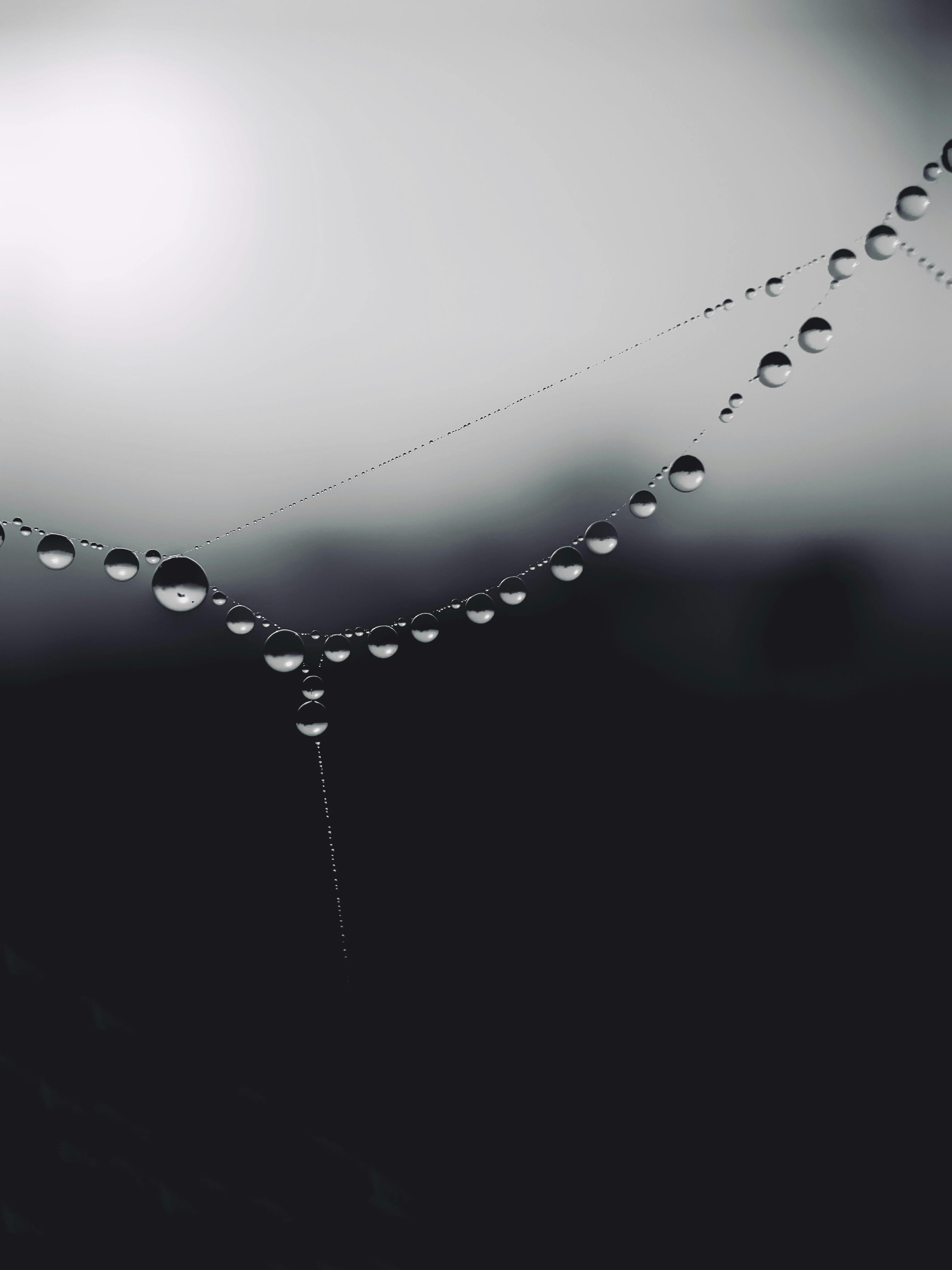 Raindrops on Thin Strings · Free Stock Photo