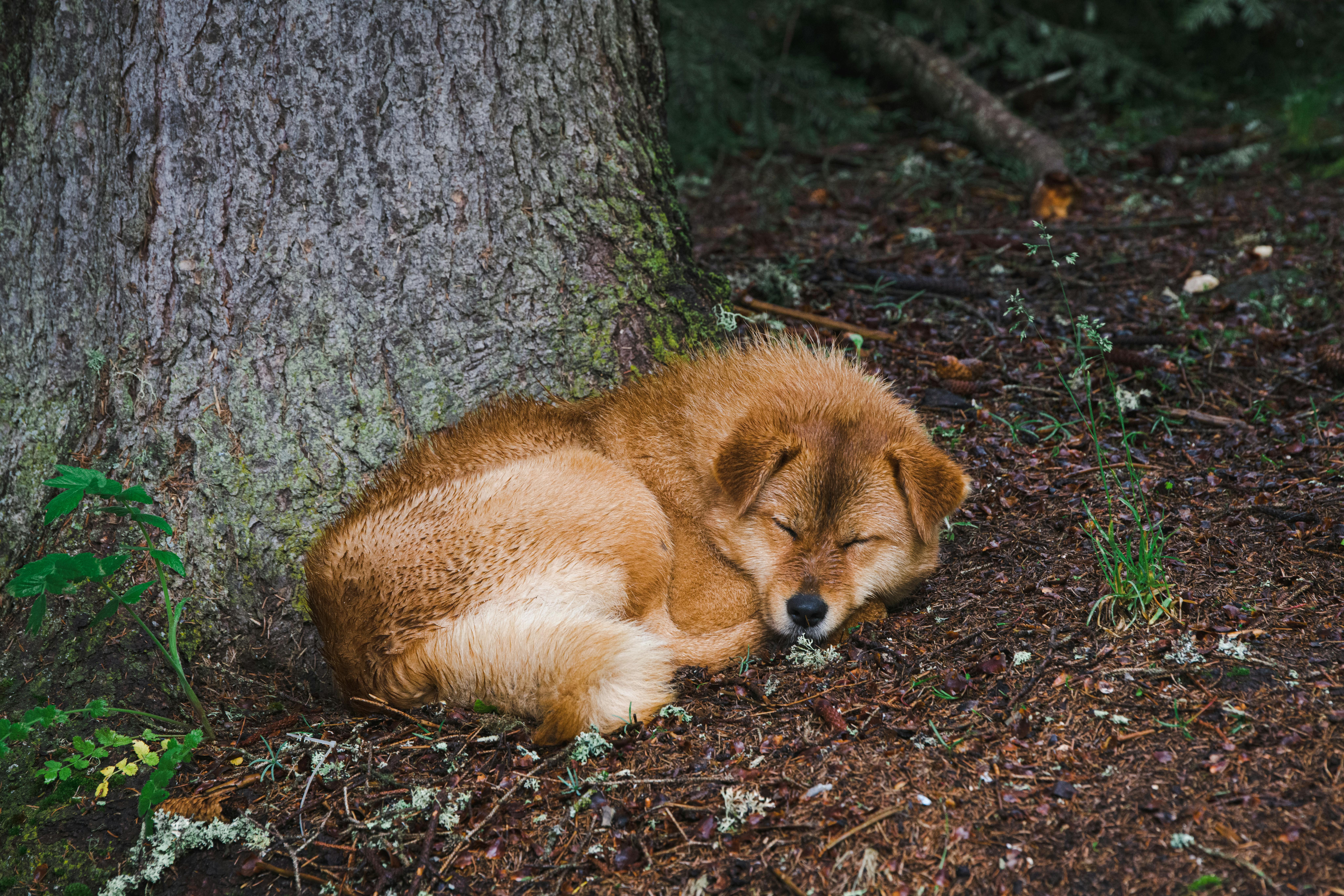 Dog Sleeping under Tree · Free Stock Photo
