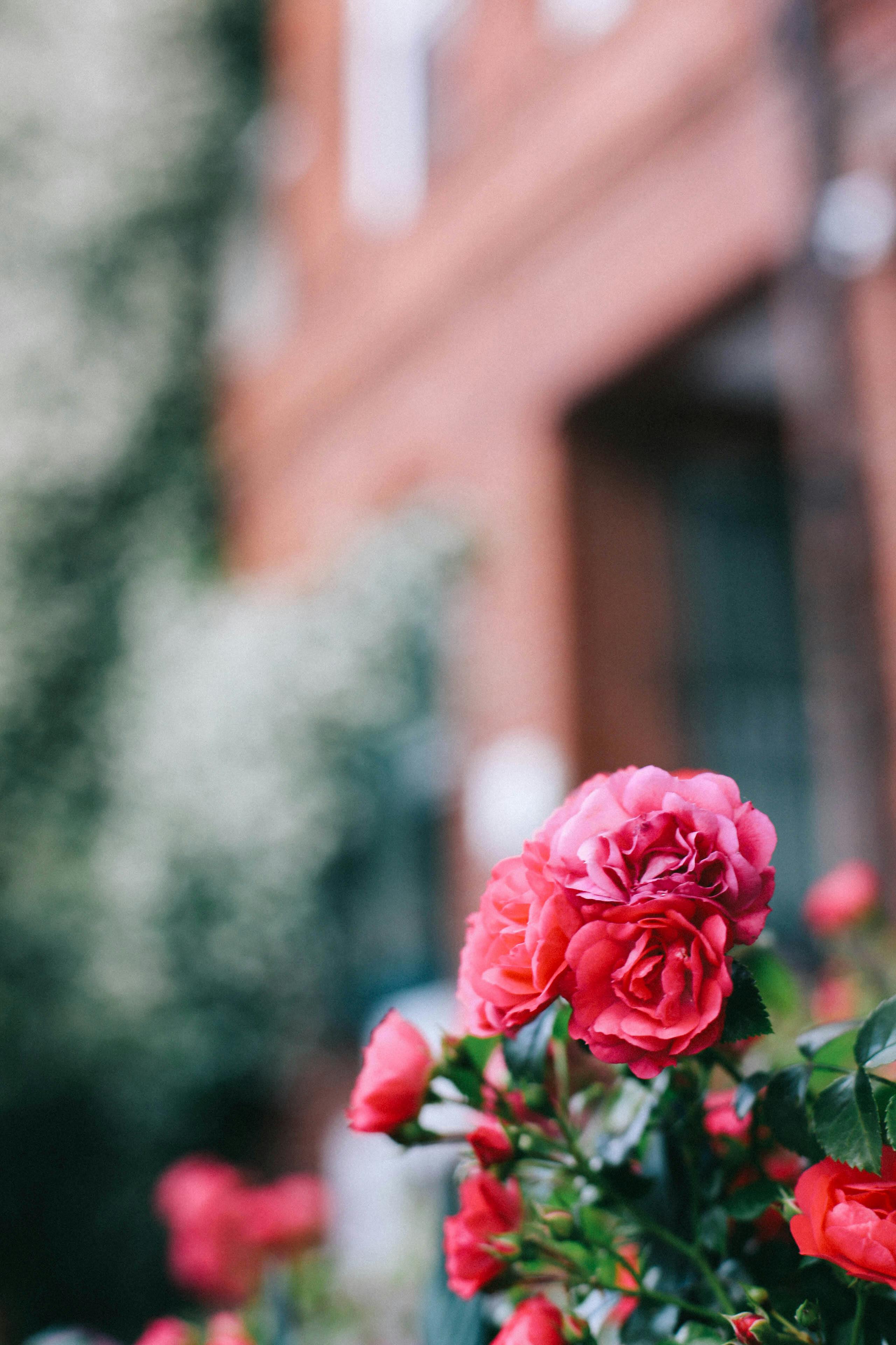 Packing Roses Photos, Download The BEST Free Packing Roses Stock Photos ...