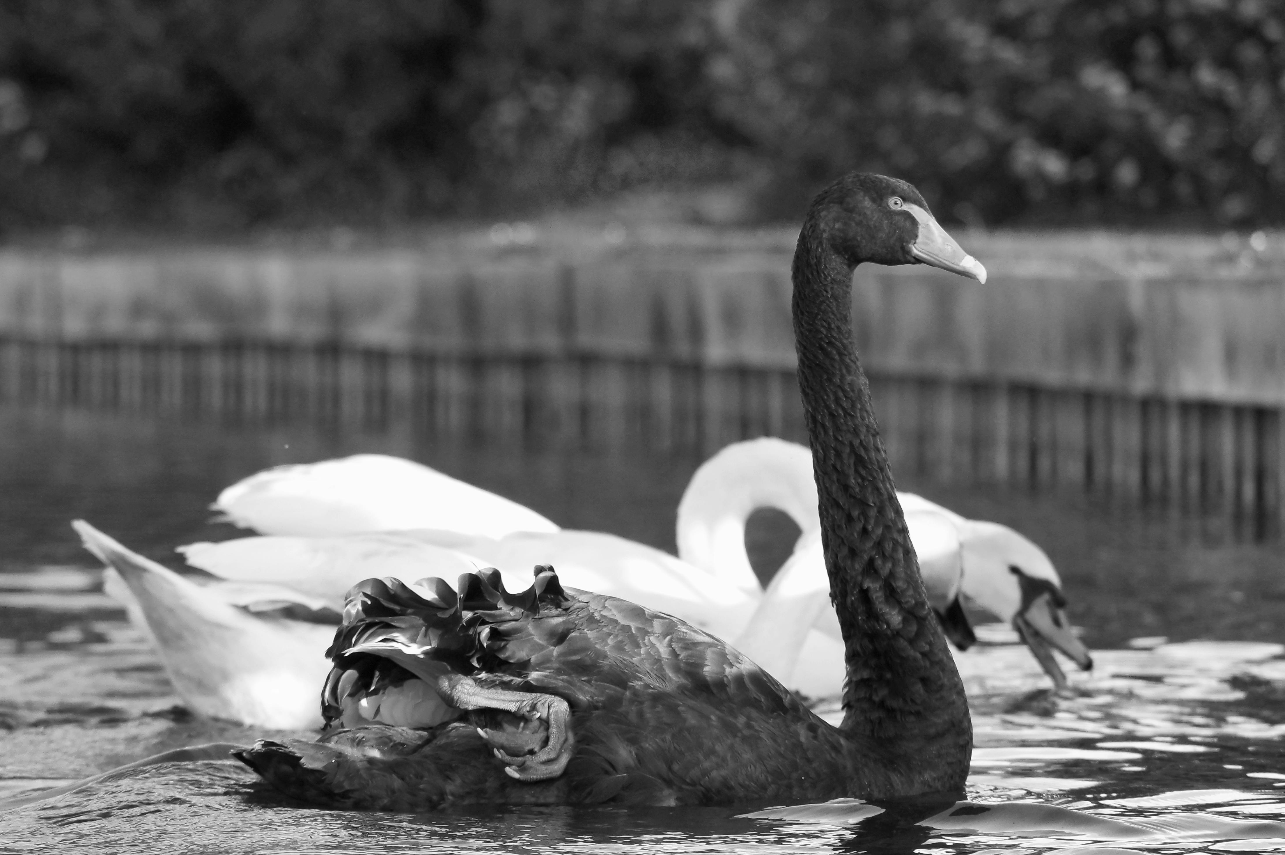 Swans in Black and White · Free Stock Photo