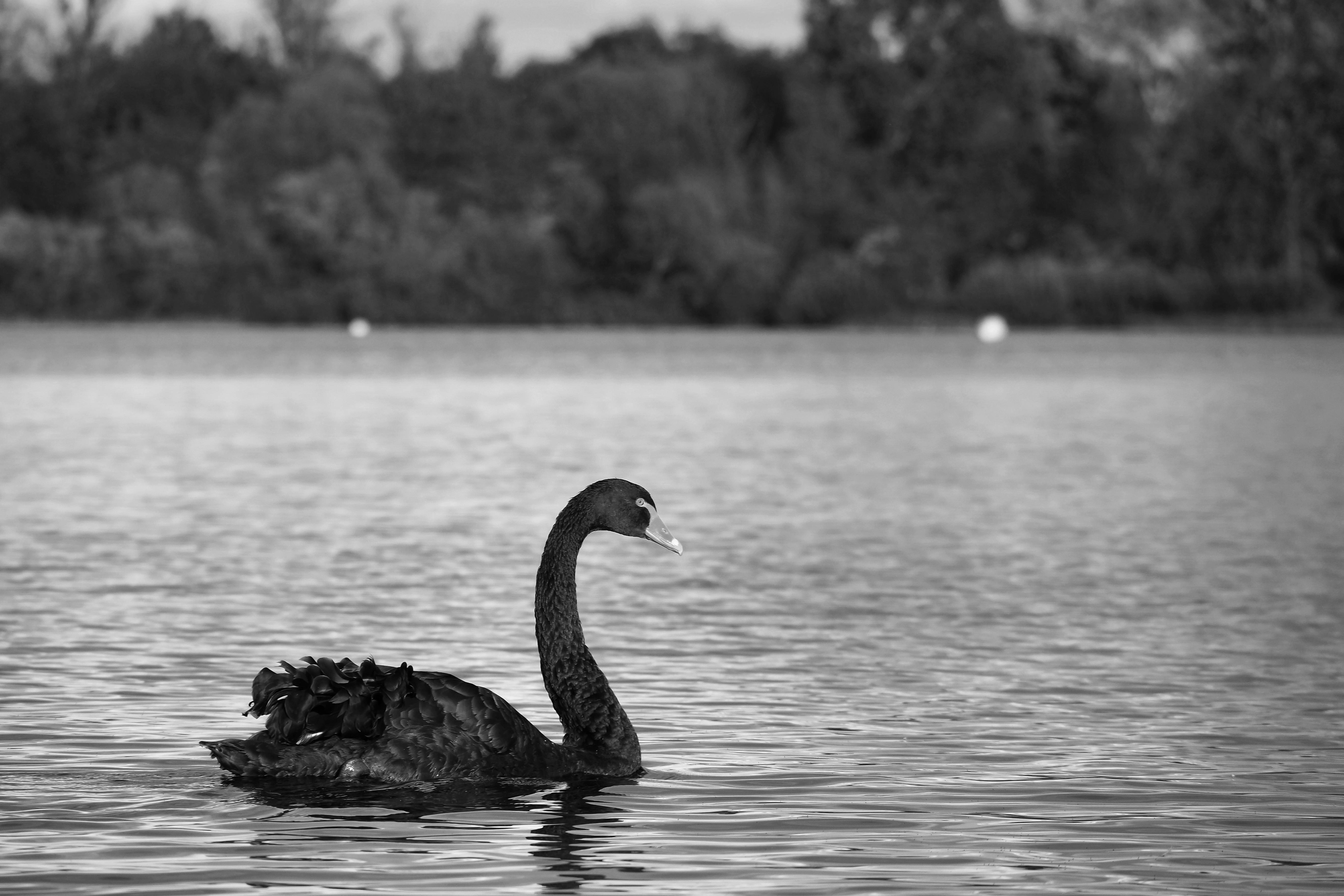 Altaf Shah - Fotografía