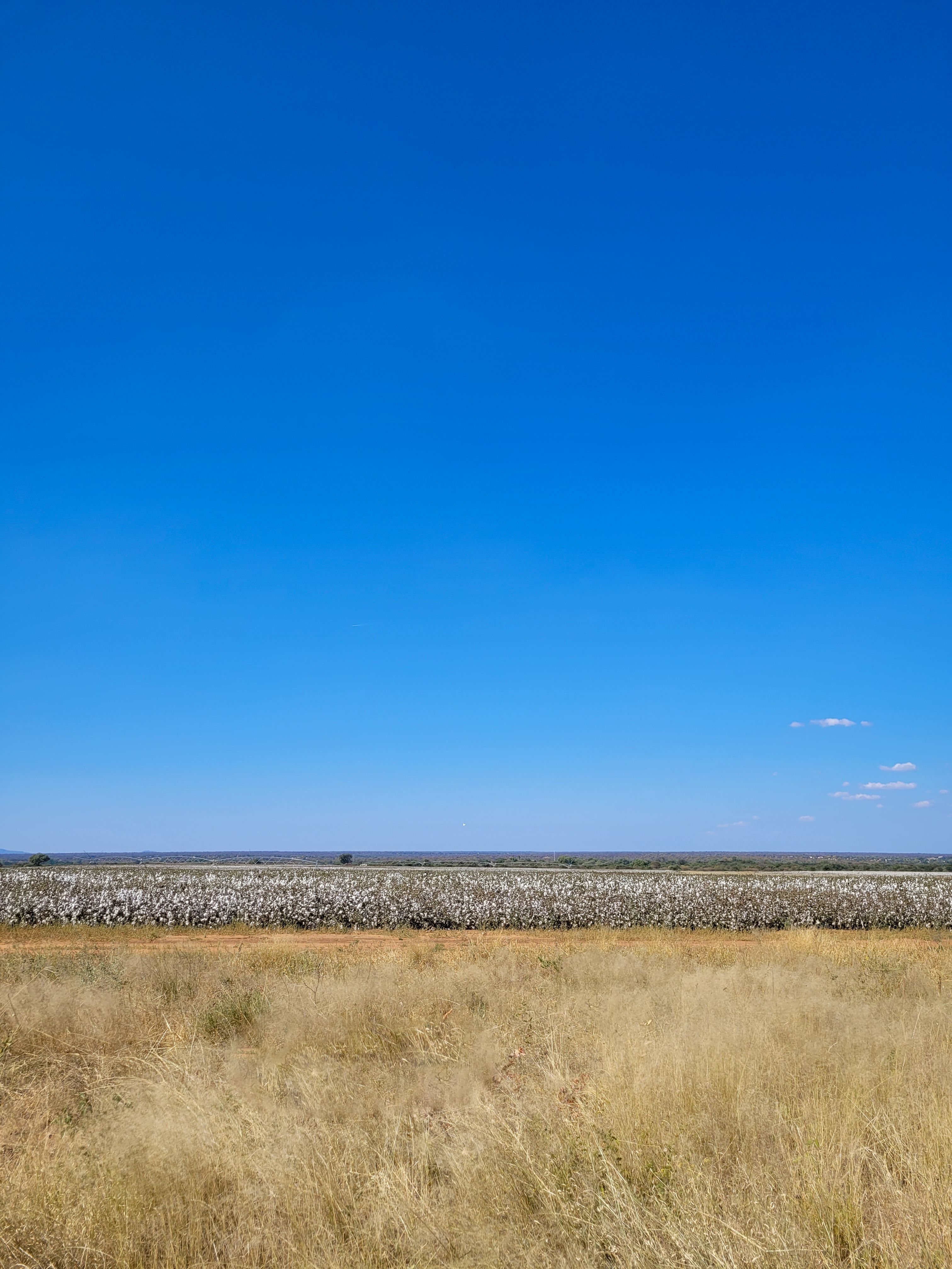 Clear, Blue Sky over Grassland · Free Stock Photo